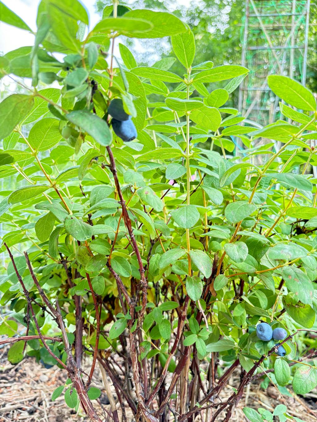 Yezberry® Solo™ Japanese Haskap | Shrubs & Trees – Great Garden Plants