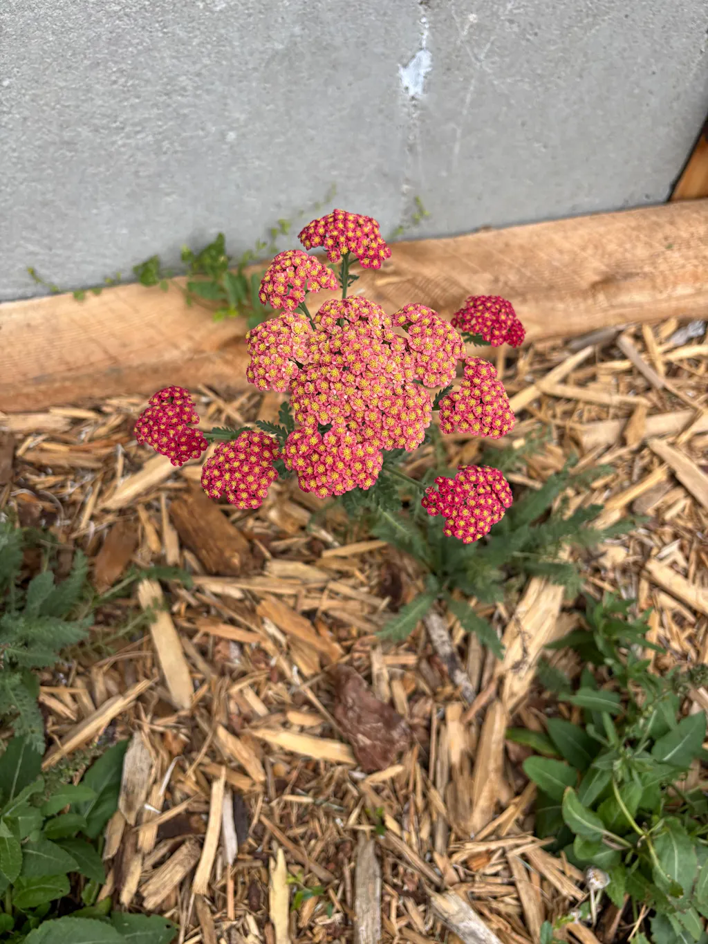 'Firefly Red Pop' Yarrow For Sale | Proven Winners – Great Garden Plants