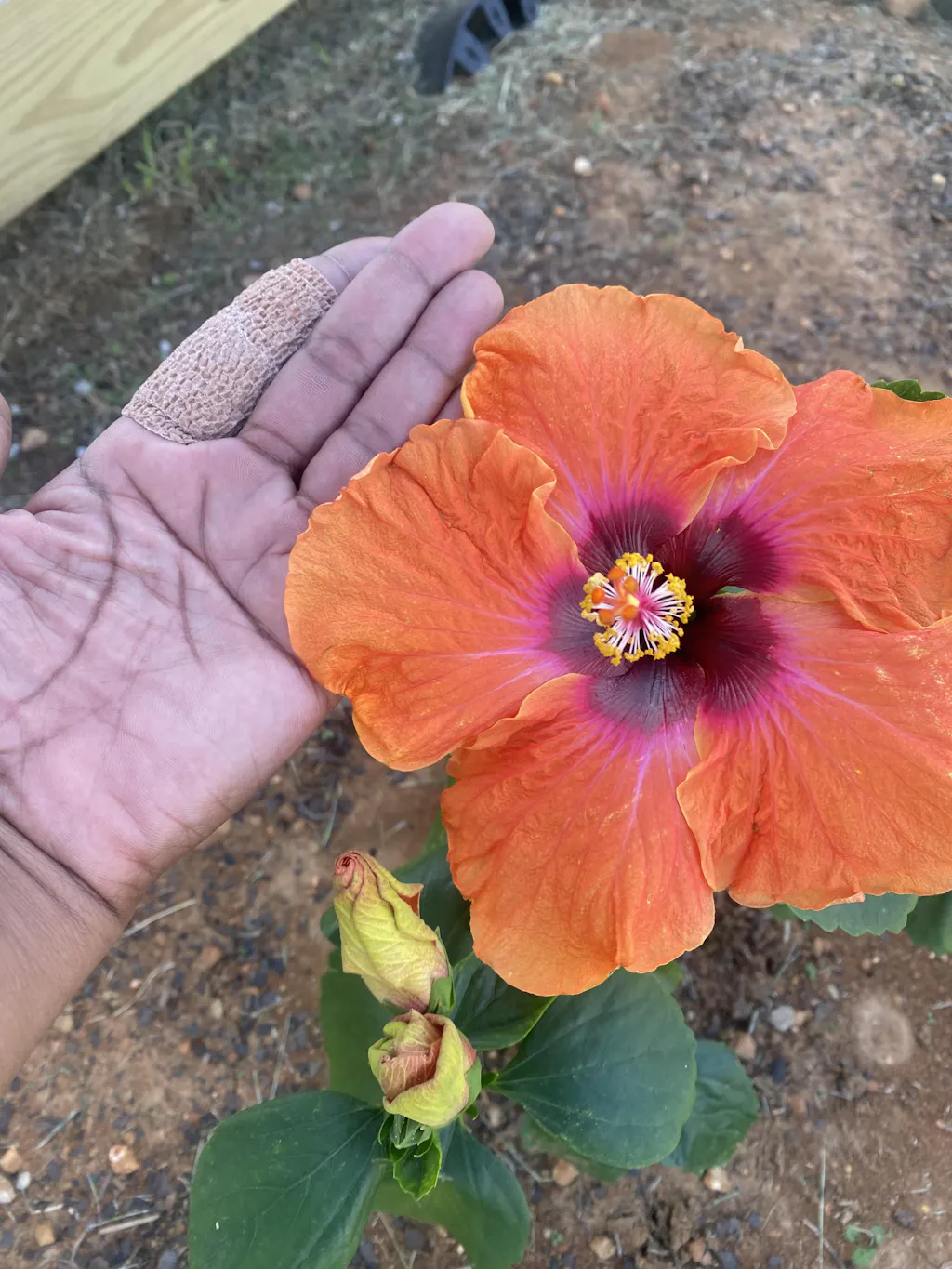 Hollywood Hibiscus™ Disco Diva™ Tropical Hibiscus – Great Garden Plants