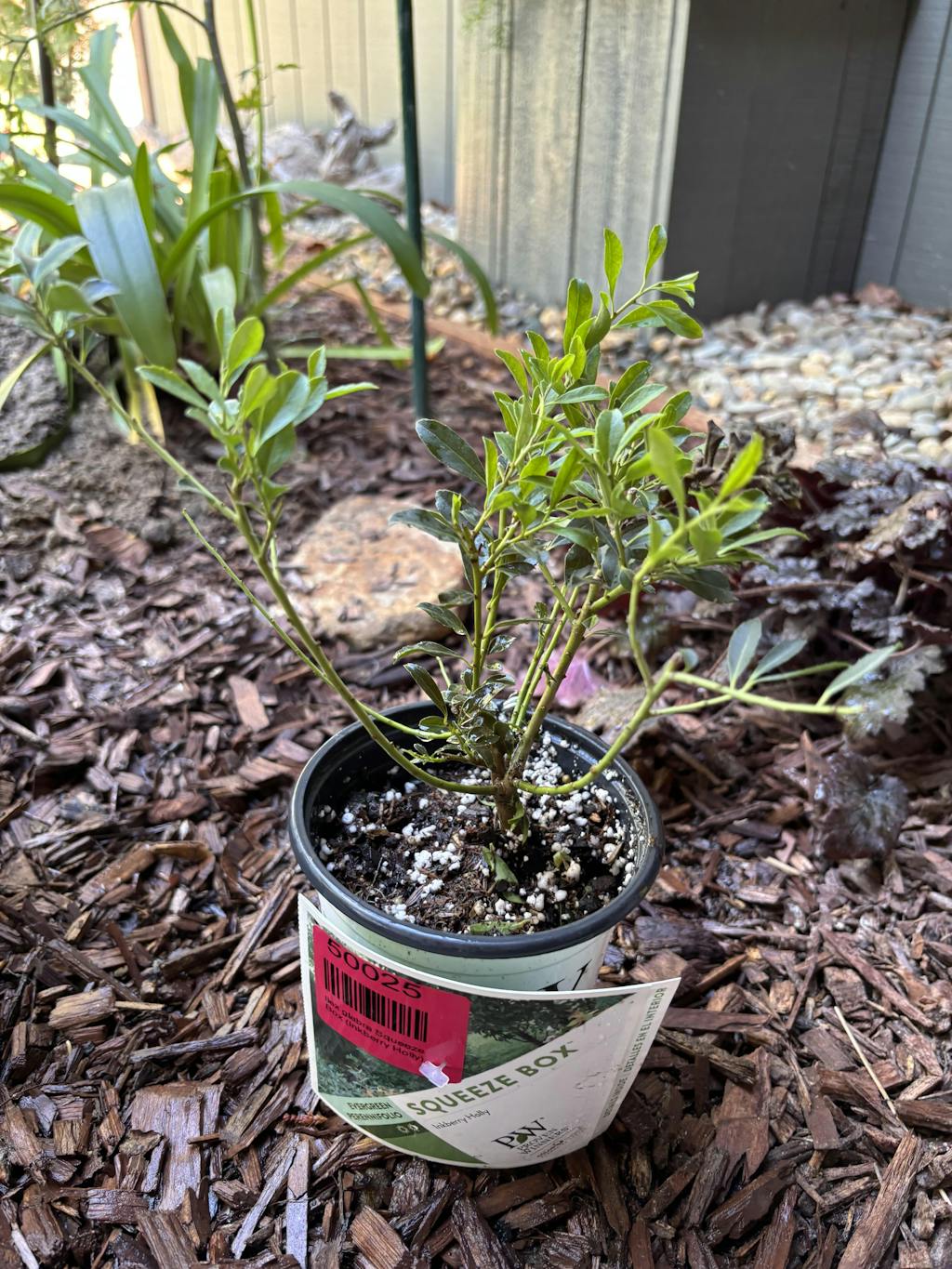 Squeeze Box® Inkberry Holly | Proven Winners – Great Garden Plants