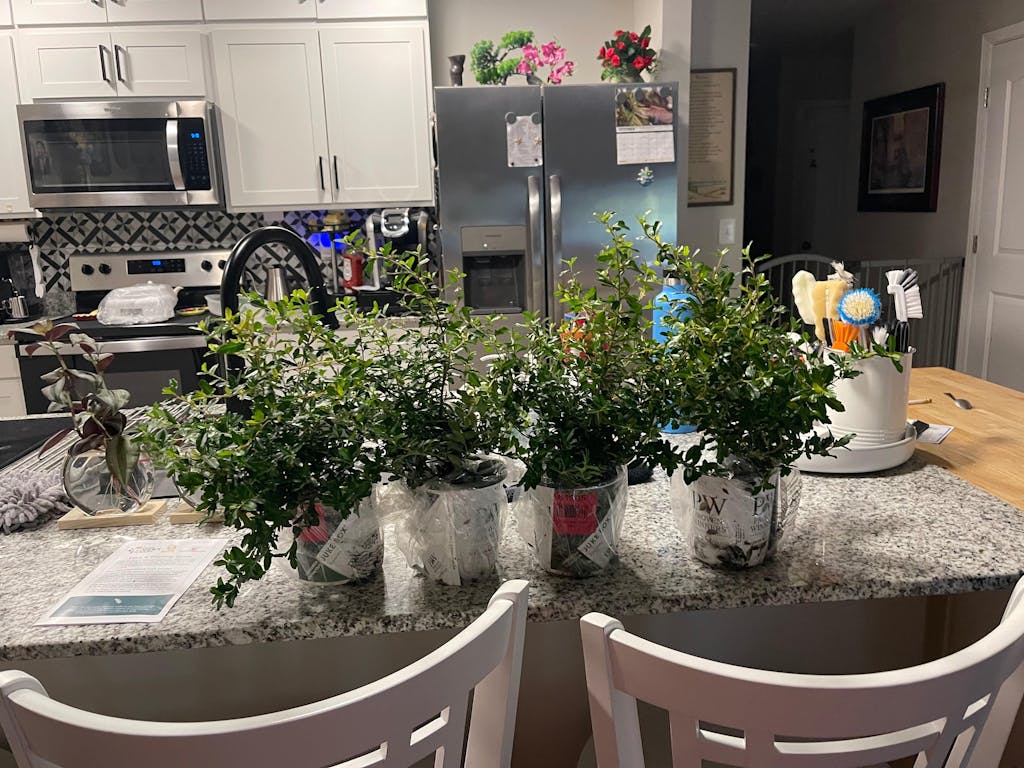 Juke Box® Pyracomeles | Proven Winners – Great Garden Plants