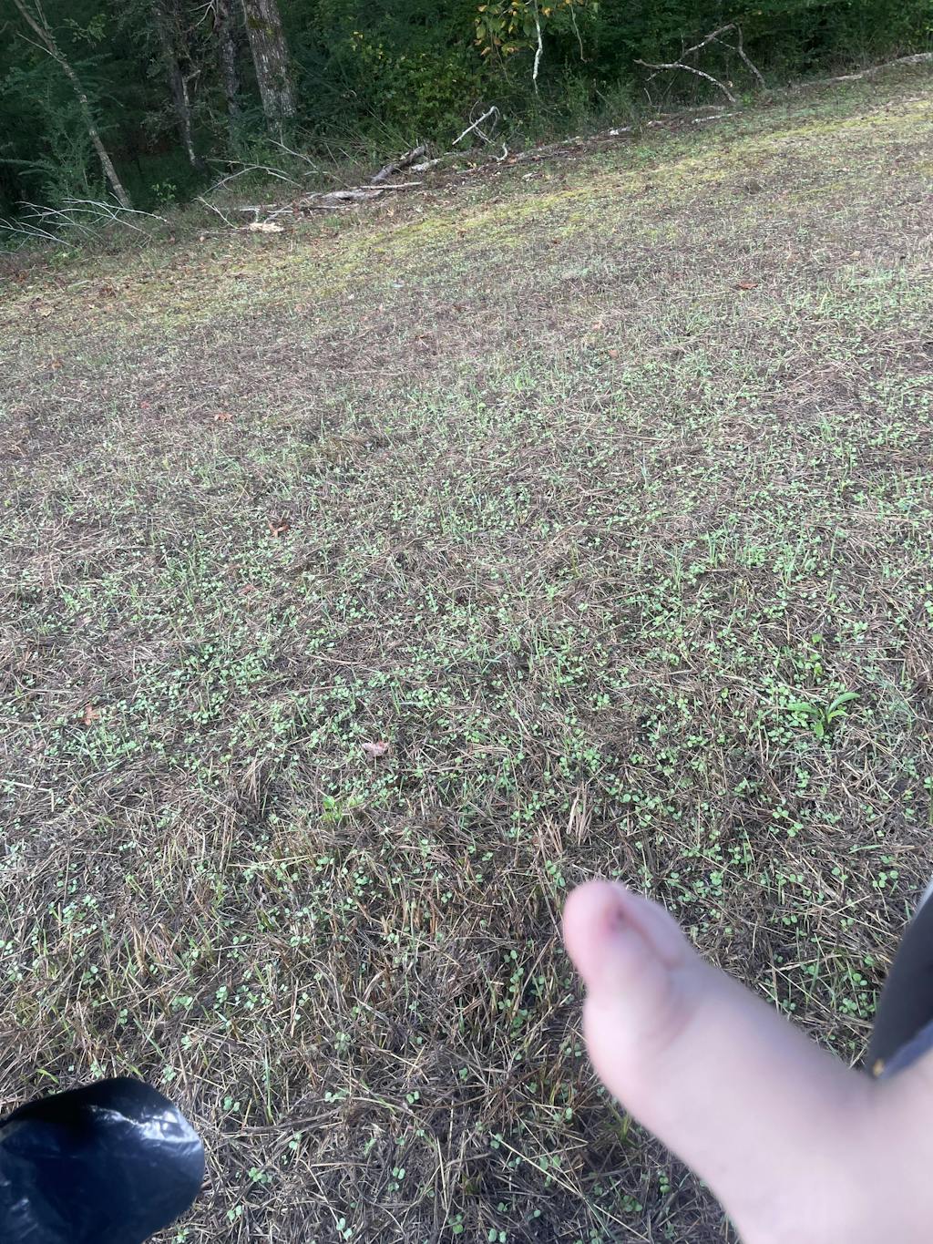 Forage Collards (Impact) – Green Cover