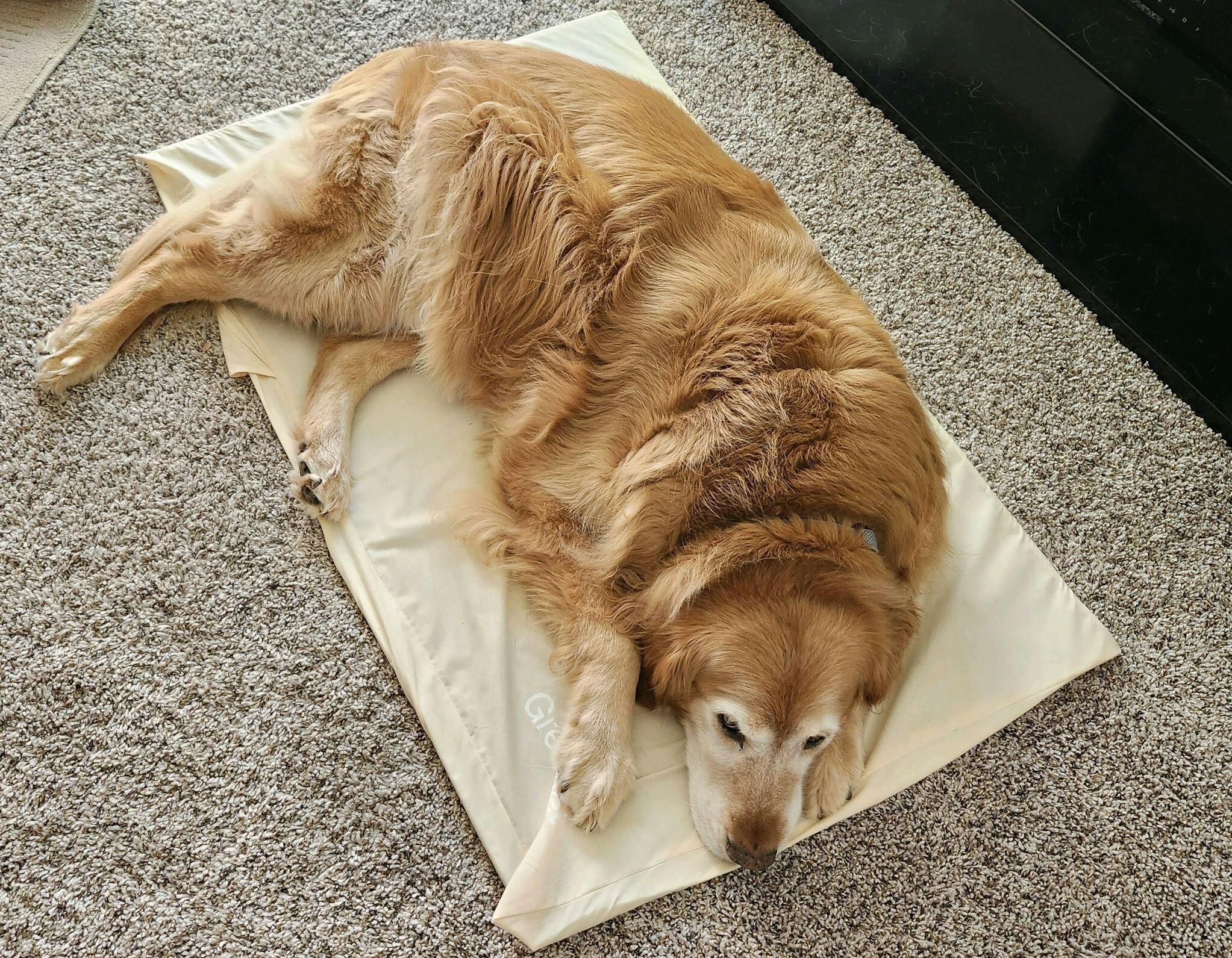 Cool Pet Pads | Pet Cooling Mat and Beds | Green Pet