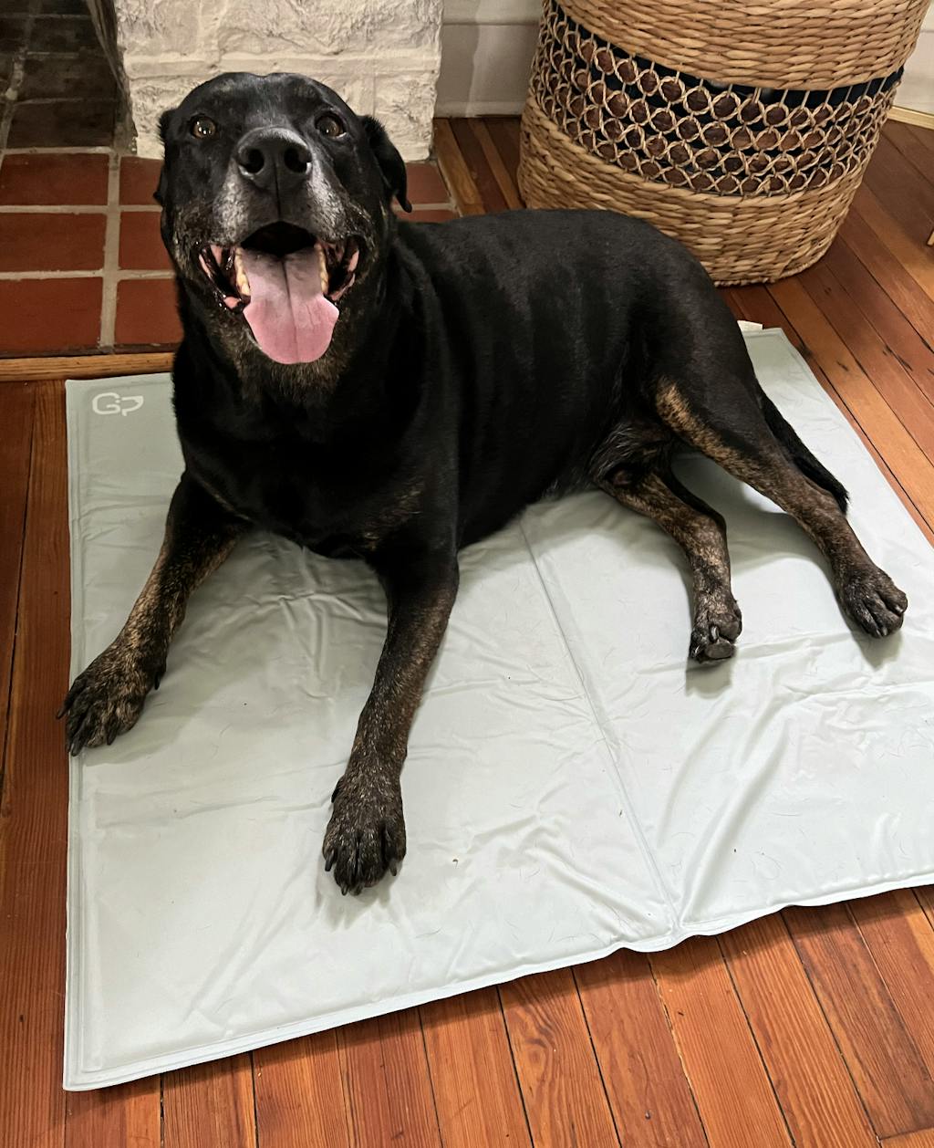 Chillz Gel Mat | Chillz Pet Cooling Mat | Green Pet