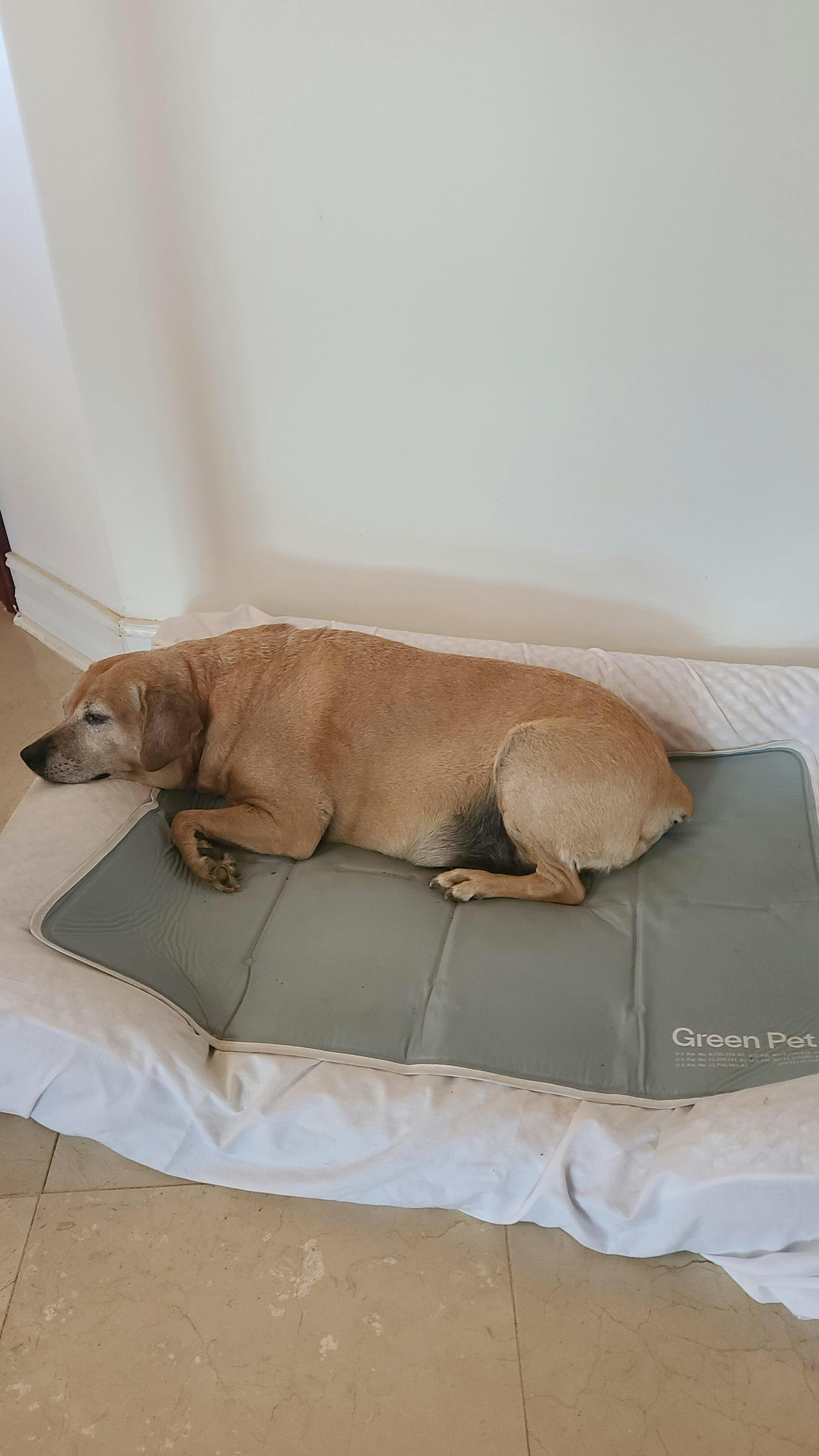 Cool Pet Pads | Pet Cooling Mat and Beds | Green Pet