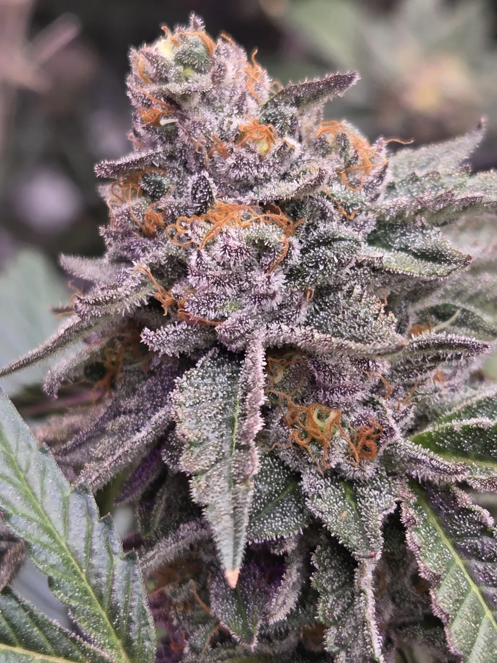 Beefy Bud Bloom Flowering Stage Plant Nutrients | All In One Plant Nut ...