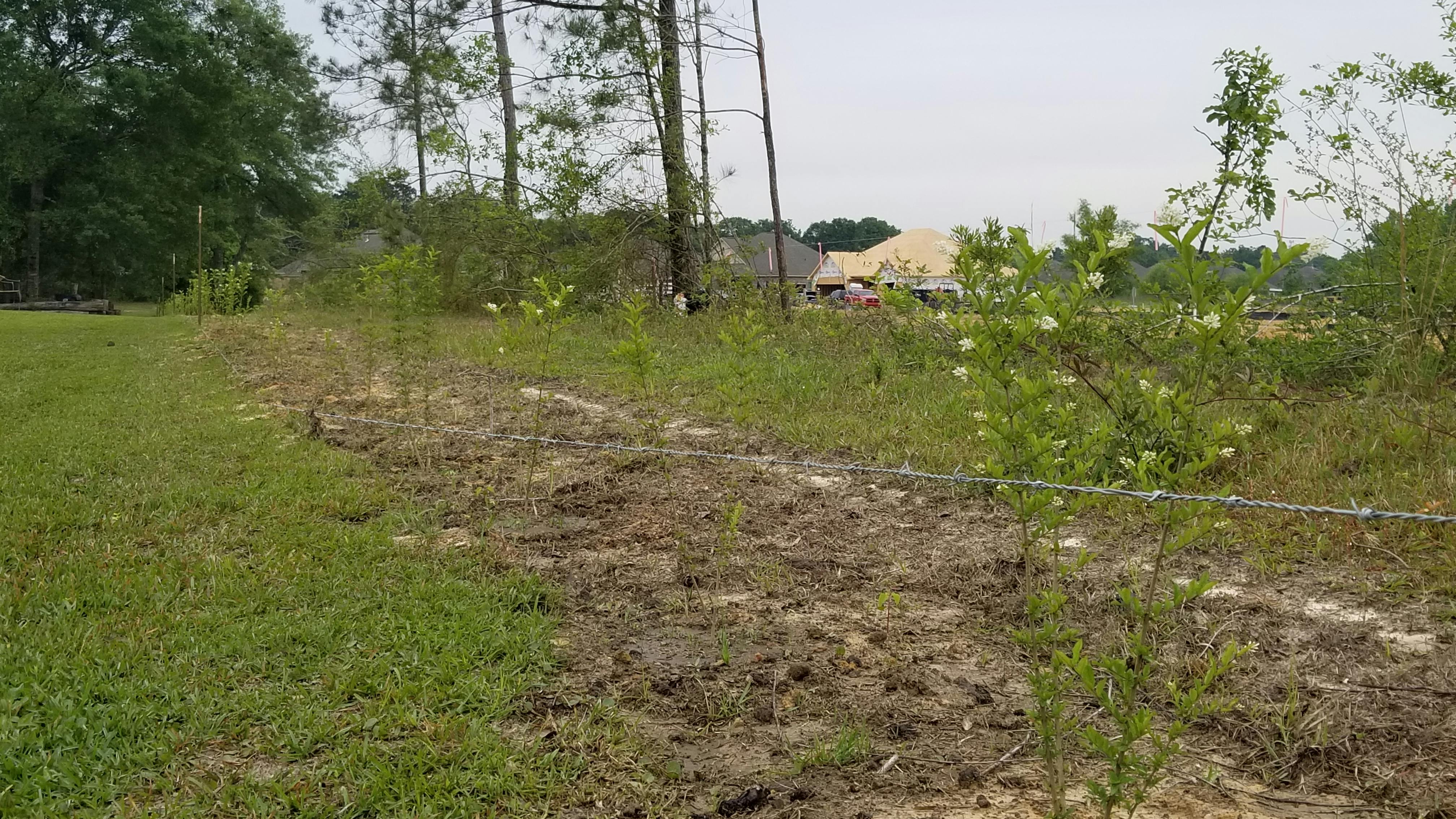 North Privet Hedge – Green Thumbs Garden