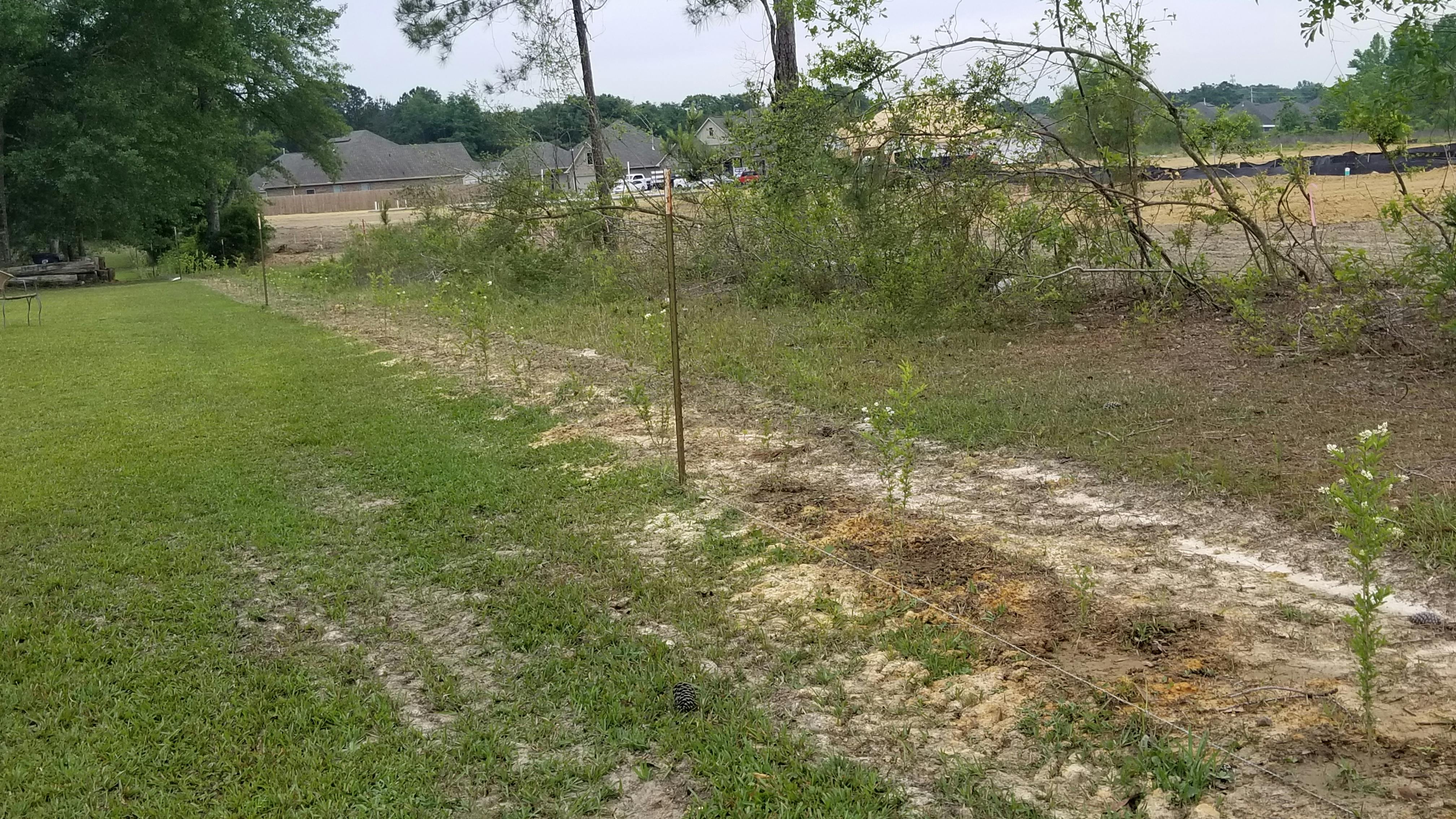 North Privet Hedge – Green Thumbs Garden