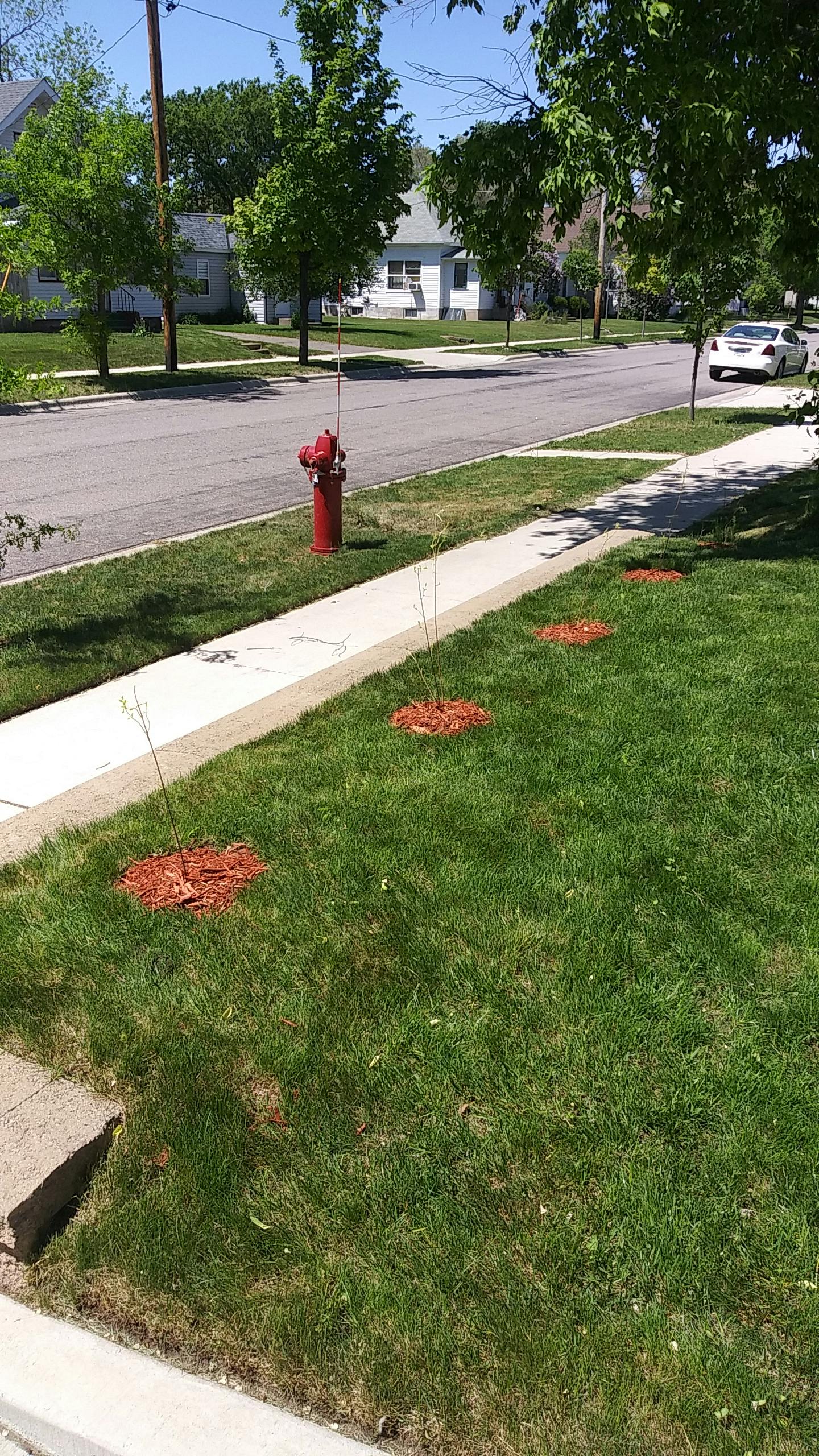 North Privet Hedge – Green Thumbs Garden