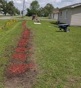 North Privet Hedge 1-3' – Green Thumbs Garden