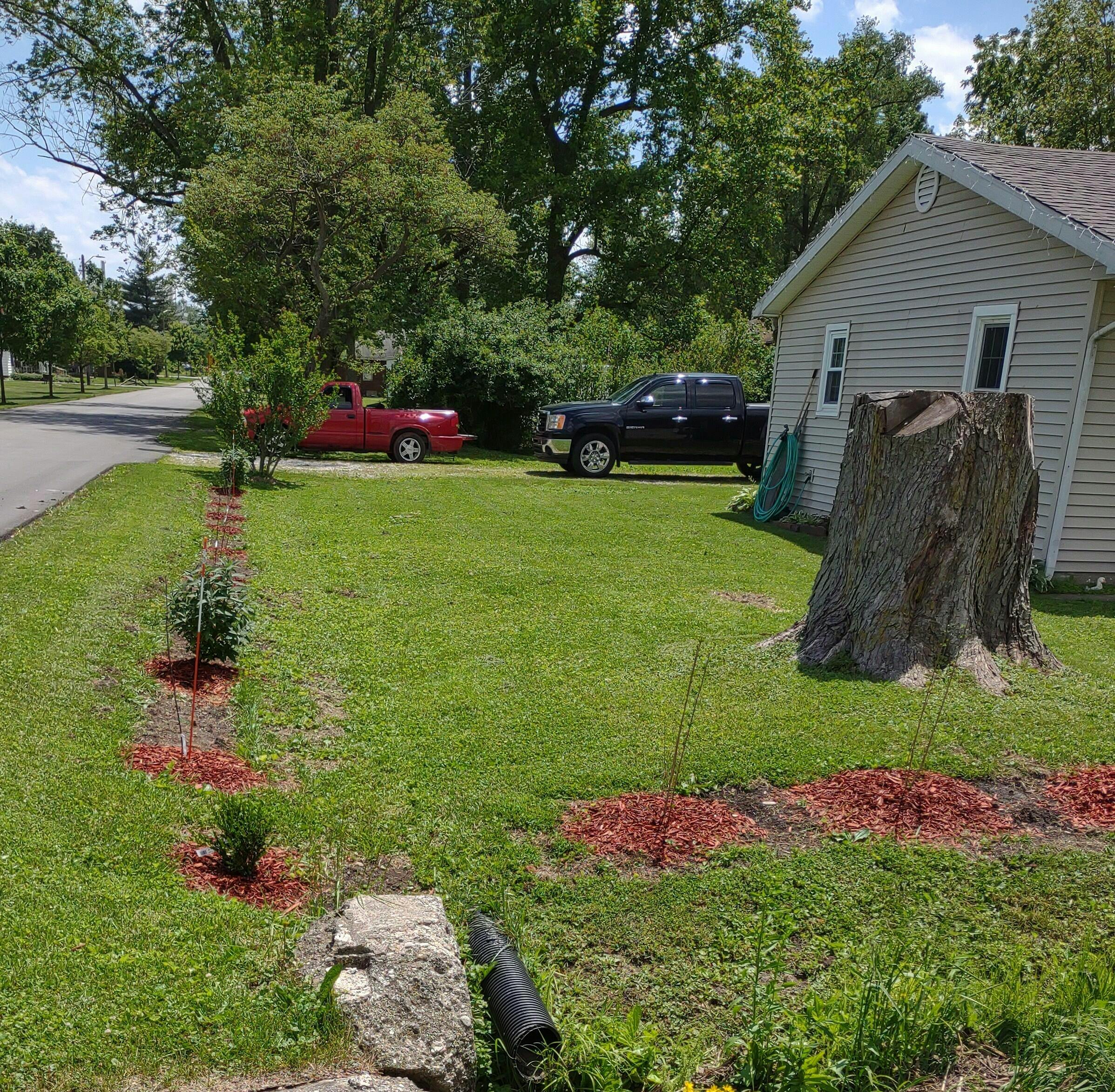 North Privet Hedge 1-3' – Green Thumbs Garden