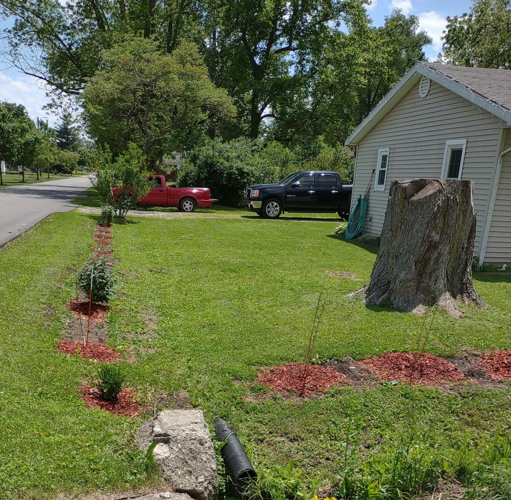 North Privet Hedge 1-3' – Green Thumbs Garden