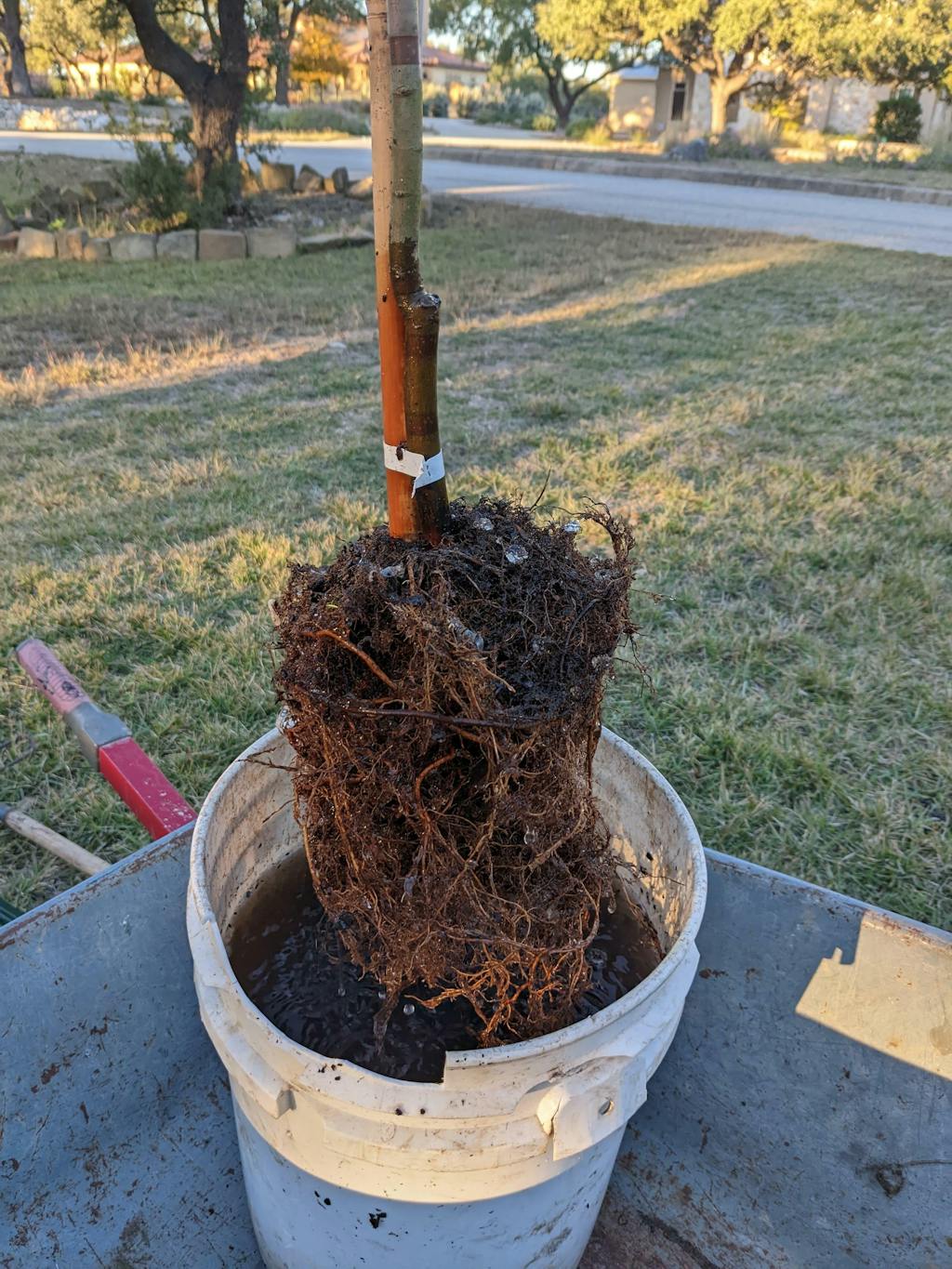 Autumn Blaze Maple – Green Thumbs Garden