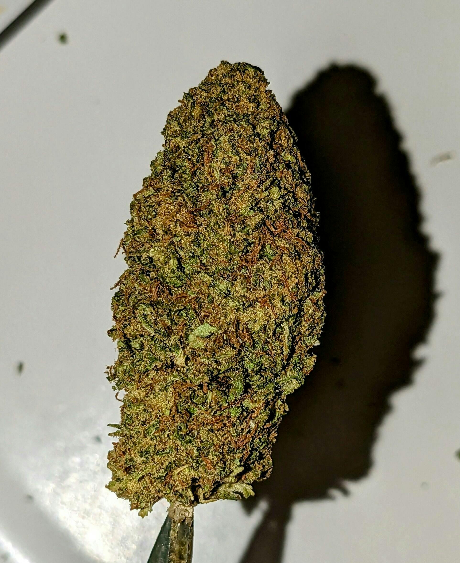 Sour Lifter CBD Strain | Uplifting gassy strain high in CBD