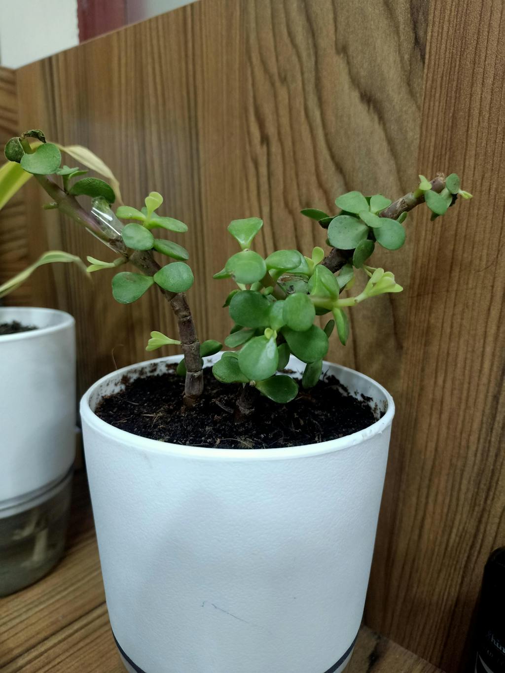 Jade Plant With Self Watering Pot: Lucky Plant – Greenery