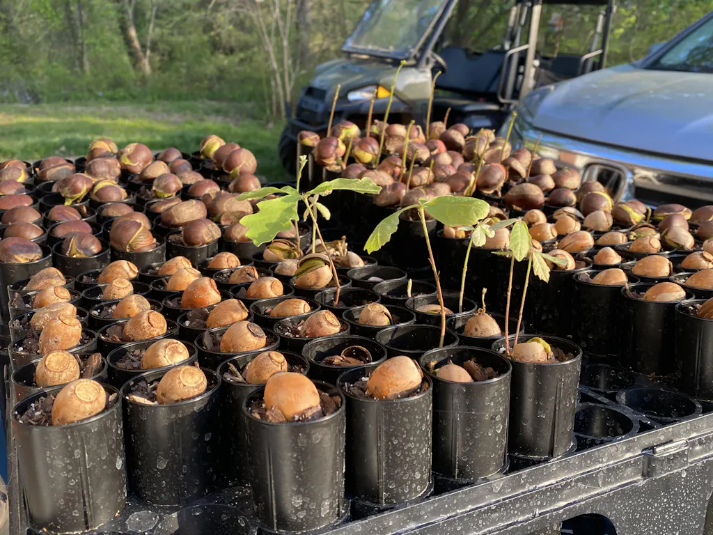 Cone-tainers – Greenhouse Megastore