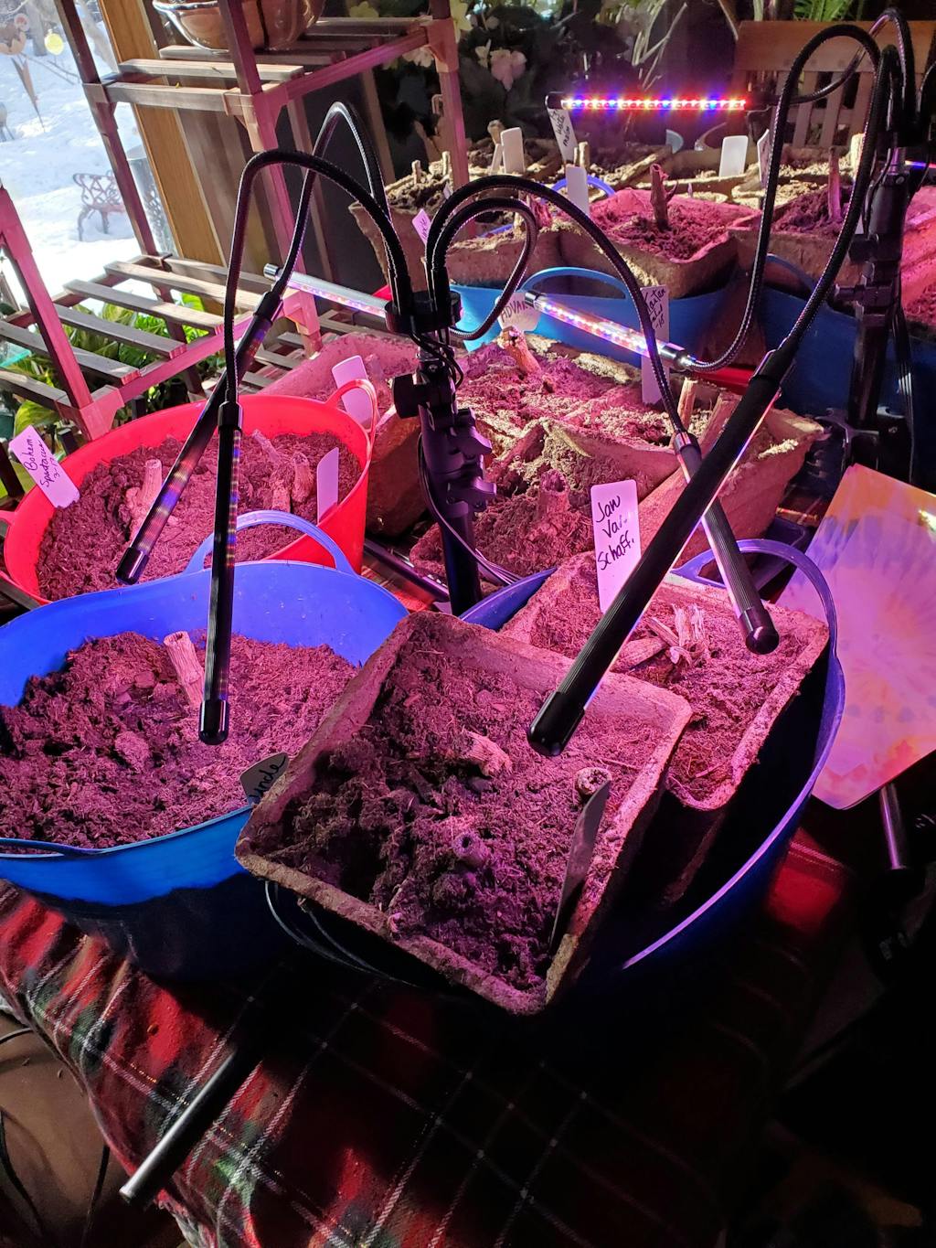 Cow Pots Biodegradable Seed Pots - Greenhouse Megastore