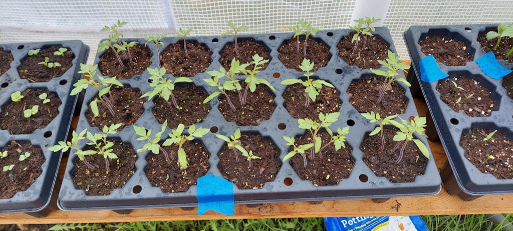 SureRoots Deep Cell Plug Trays – Greenhouse Megastore