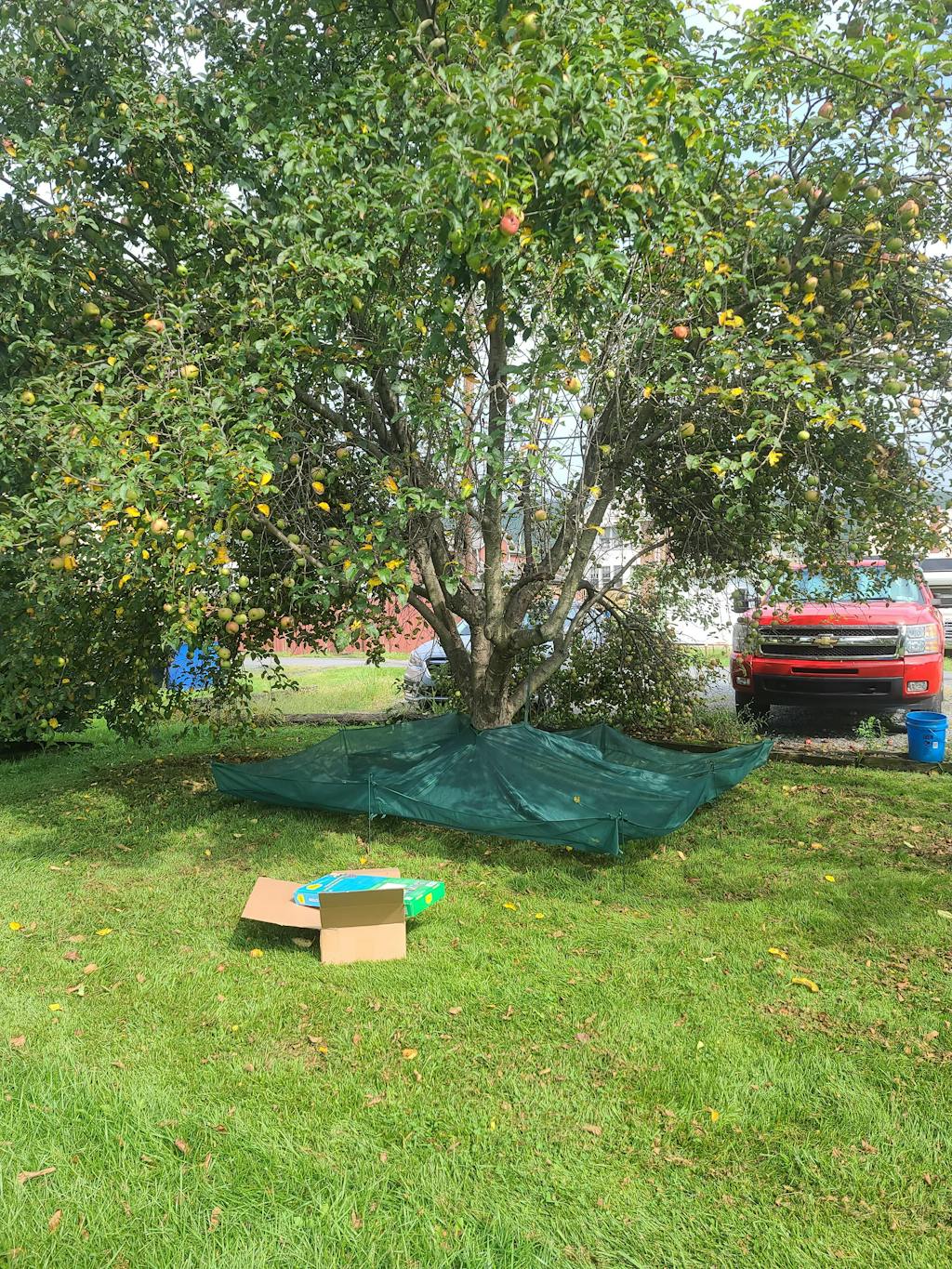 The Original Fruit Collector Tree Harvesting Net – Greenhouse Megastore