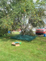 The Original Fruit Collector Tree Harvesting Net – Greenhouse Megastore