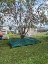 The Original Fruit Collector Tree Harvesting Net – Greenhouse Megastore