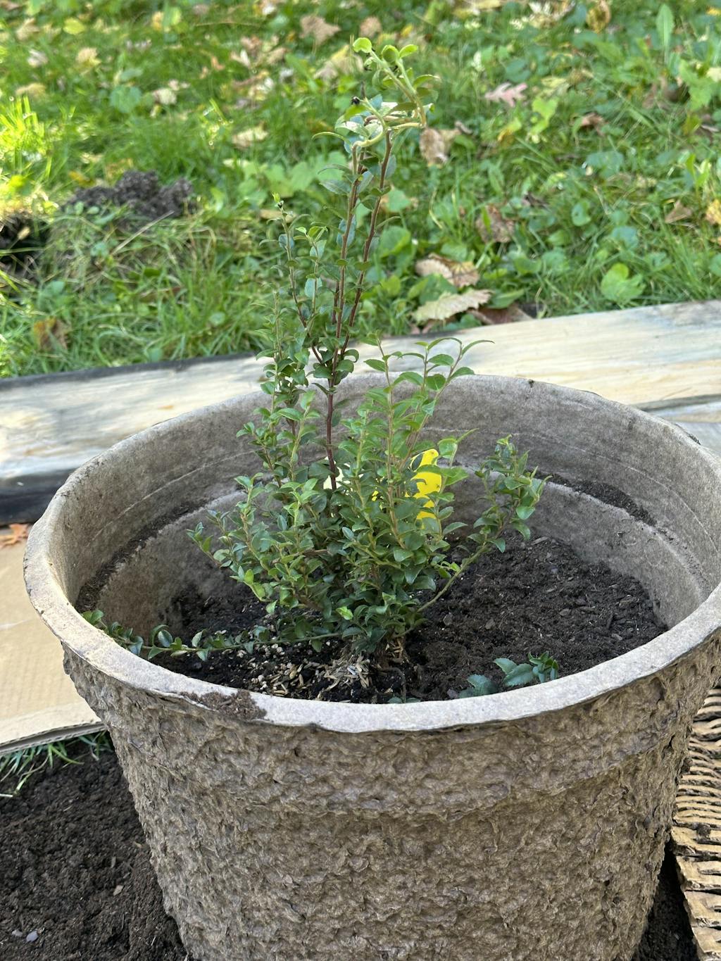 Western Pulp Round Pots – Greenhouse Megastore