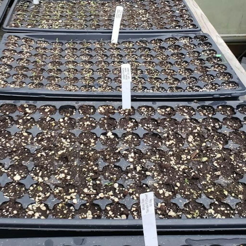 Propagation Trays – Greenhouse Megastore