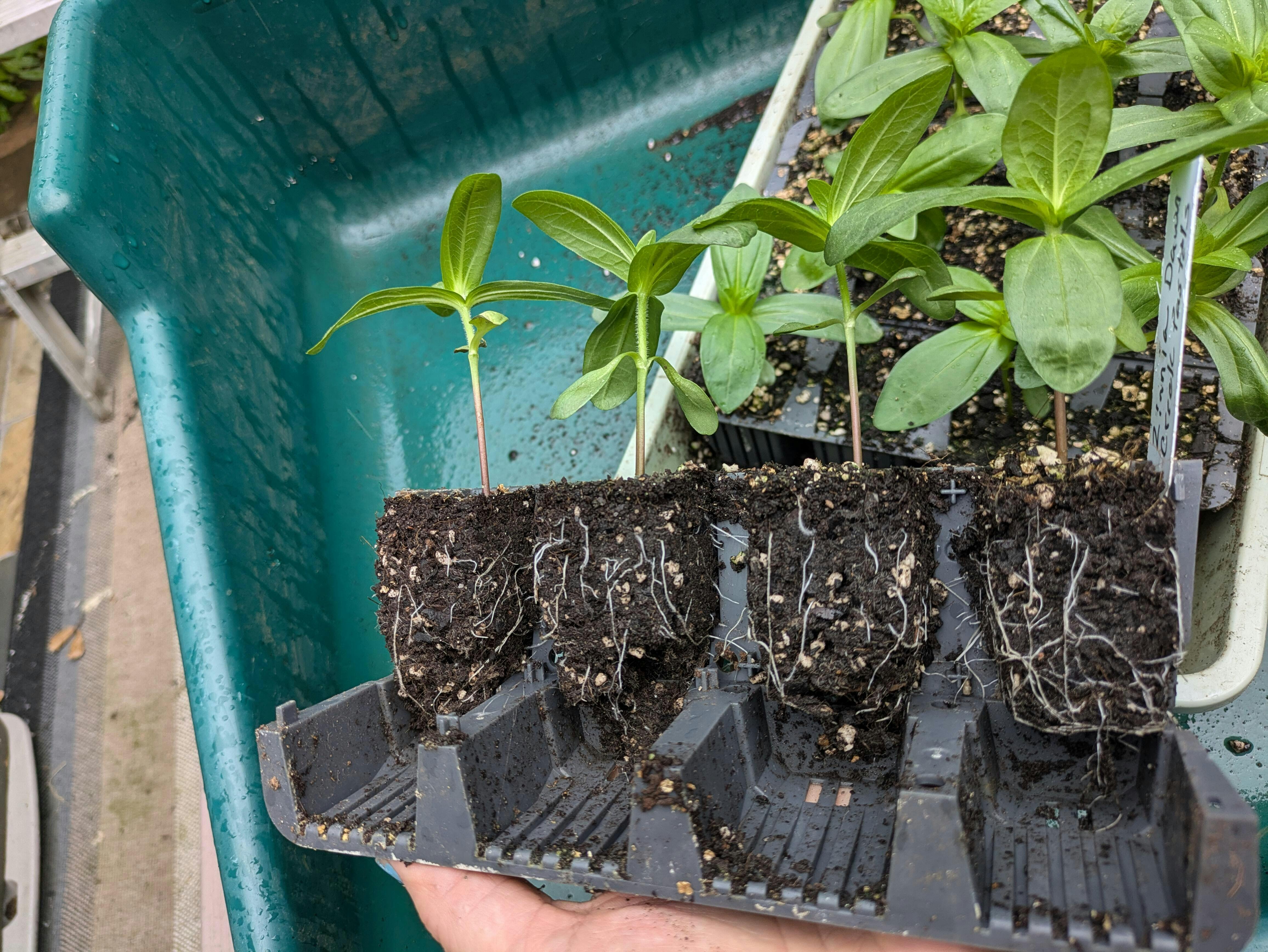 24 Cell Fast Root Success Kit - Greenhouse Megastore