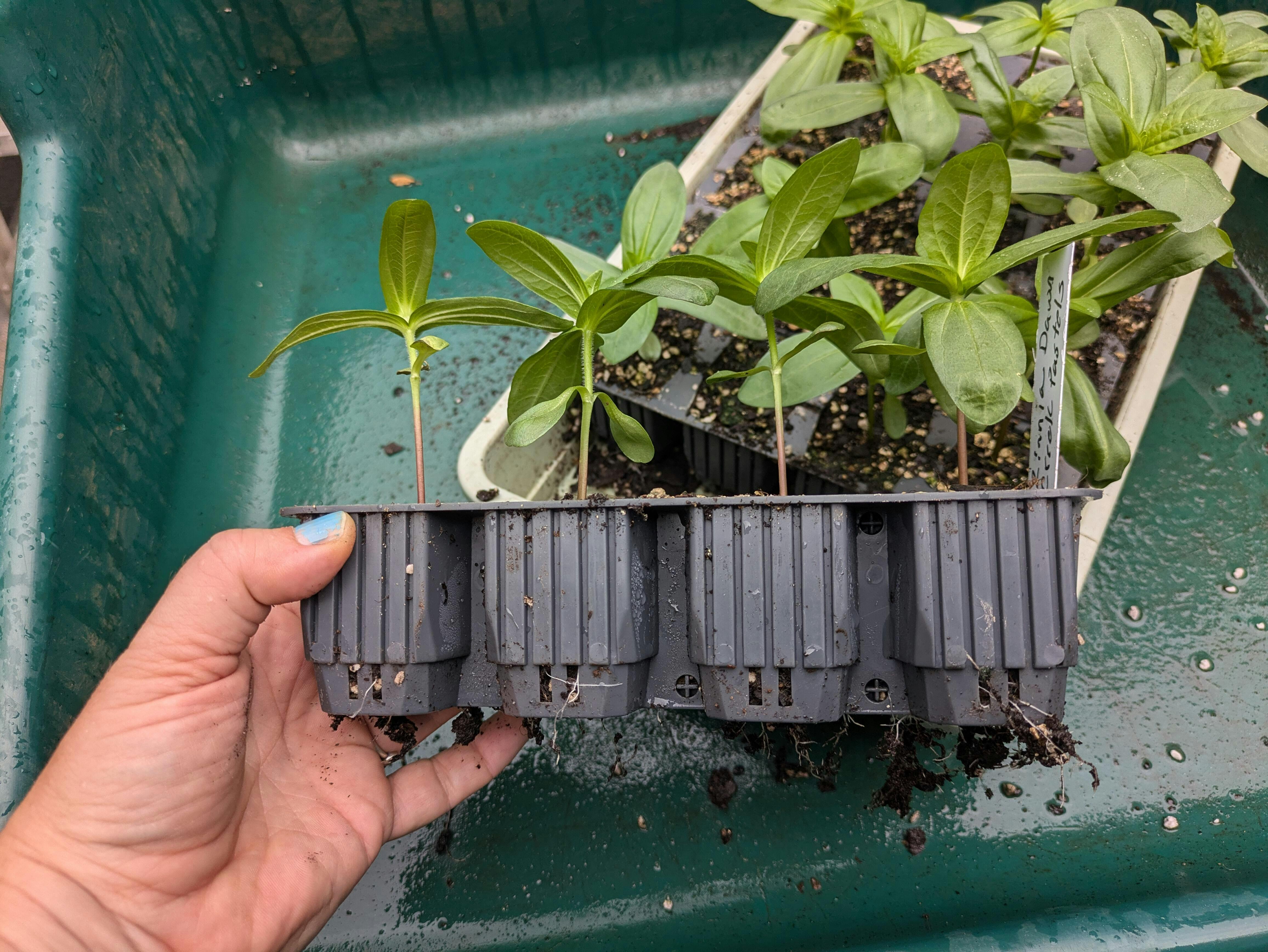 24 Cell Fast Root Success Kit - Greenhouse Megastore