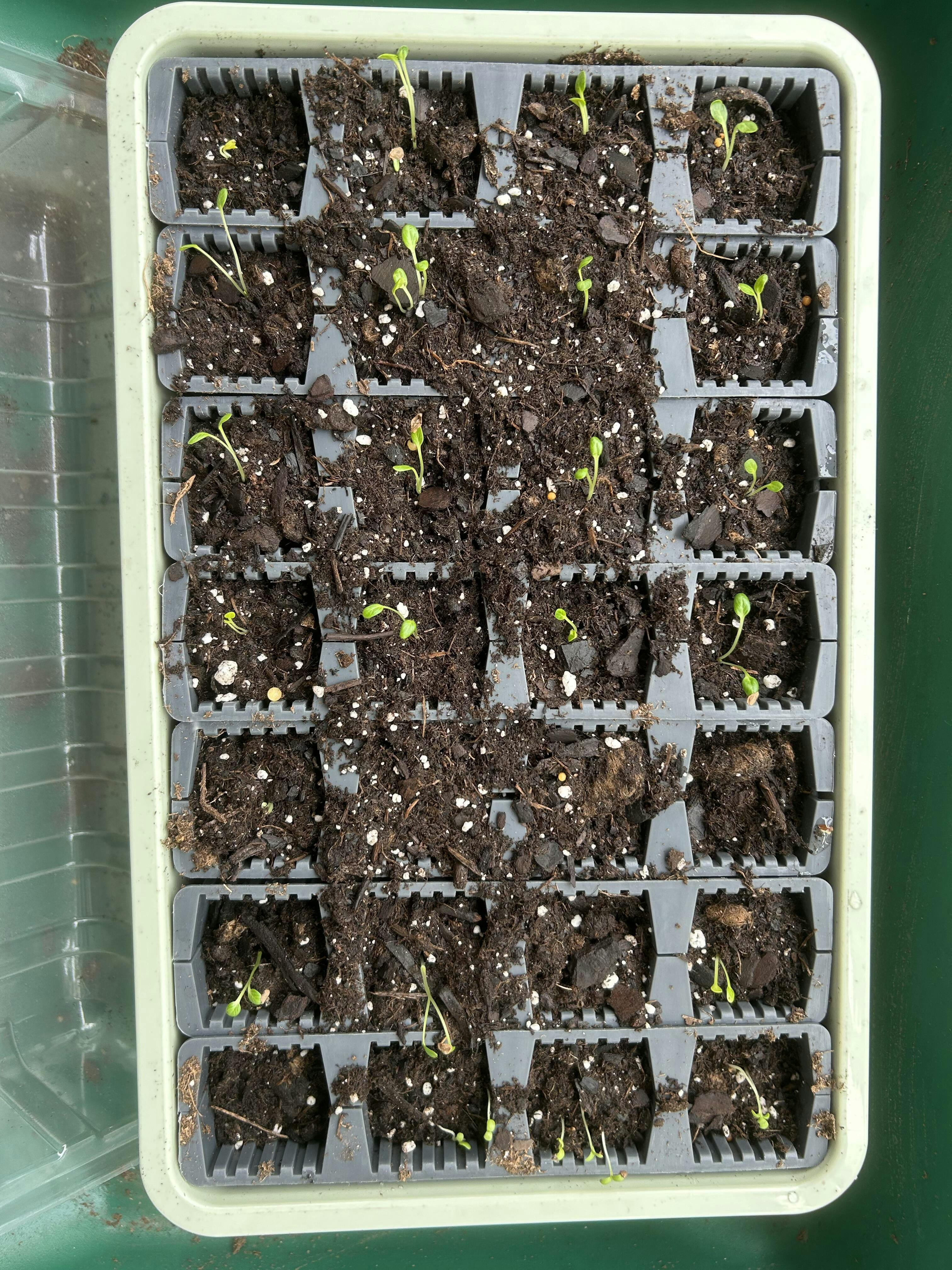 28 Cell Deep Root Success Kit - Greenhouse Megastore