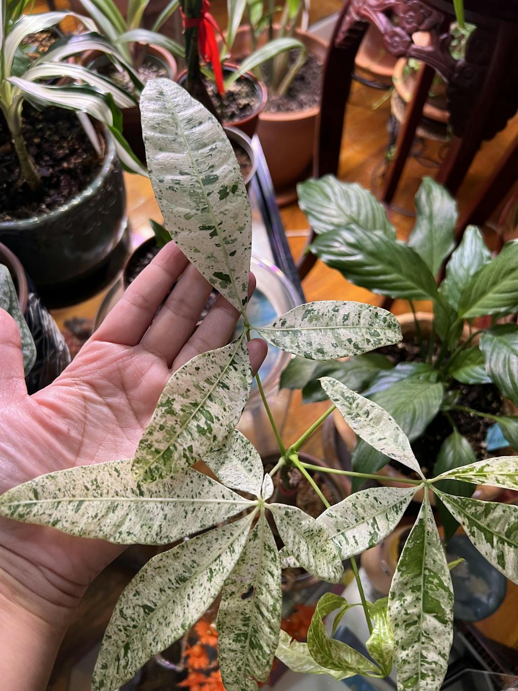 Money Tree F. Splash variegated - Grafted – Greenroom Planter