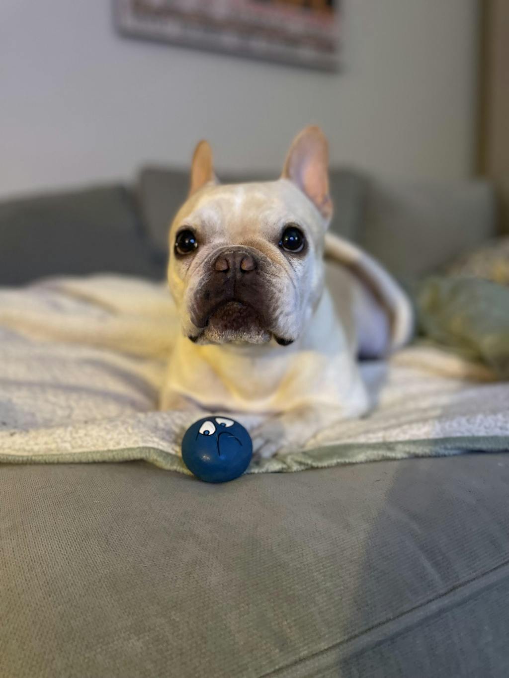 Grif's Ballie – Griffin's Haru