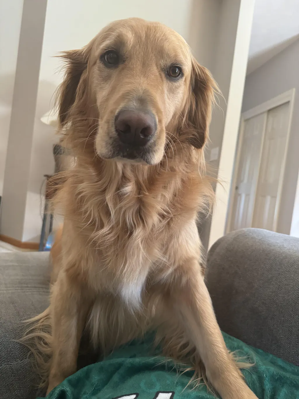 Doggone Fresh - Dog Soap – Grizzly Naturals Soap Company