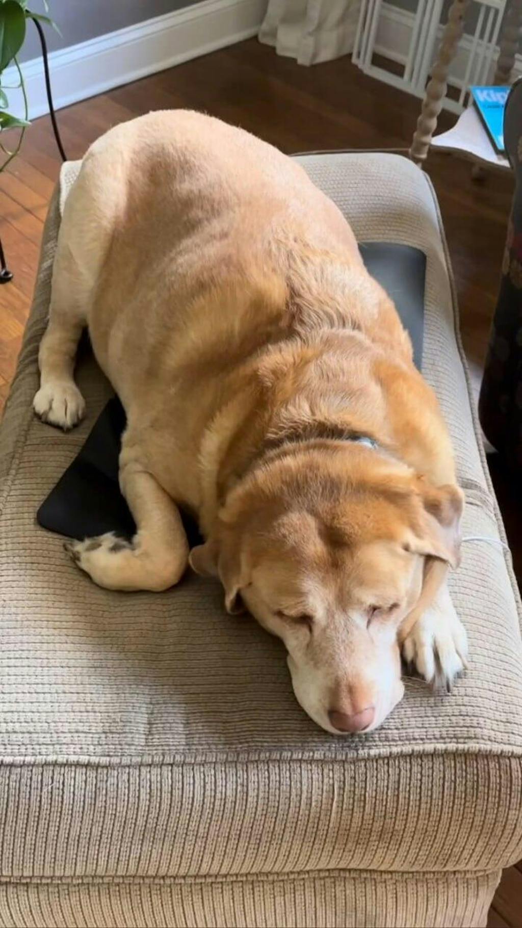 Premium Grounding Mat for Dogs | GroundingWell