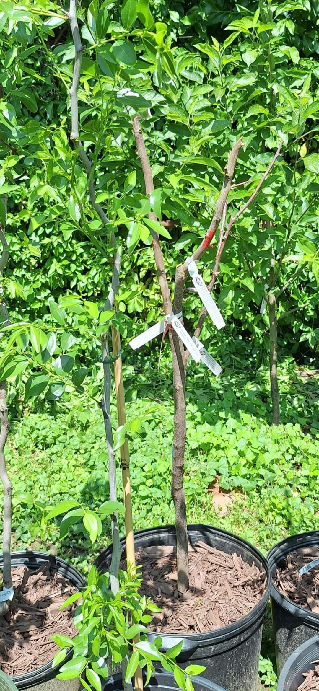 "Constant Harvest" Pluot 4 on 1 Multi-Grafted Fruit Tree for Sale ...