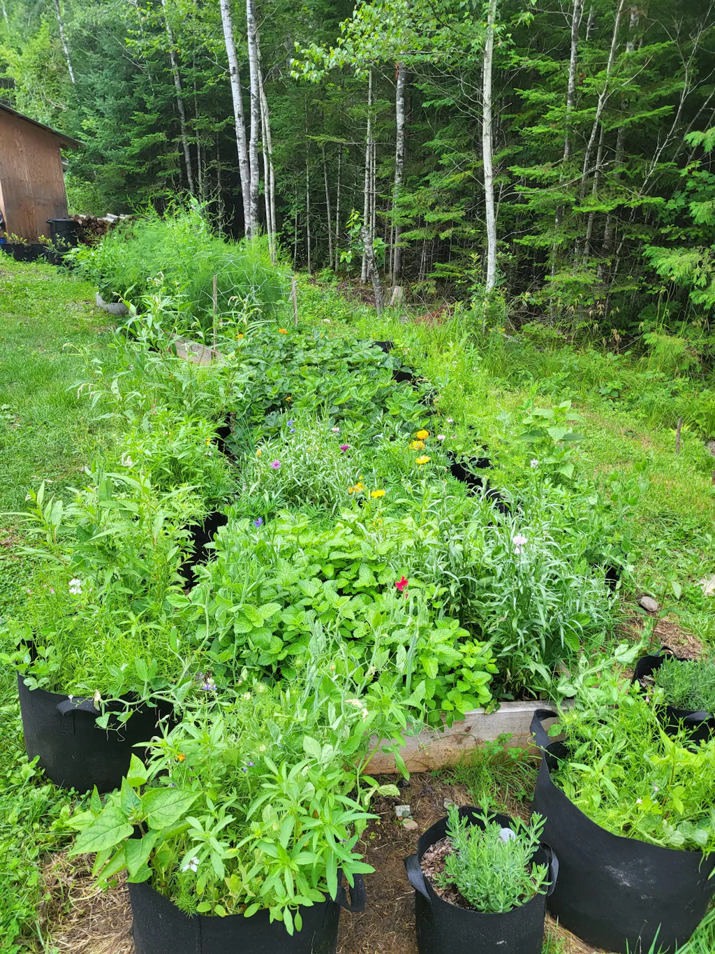 Fragrant Garden Wildflower Mix (1/4 lb) - Grow Organic