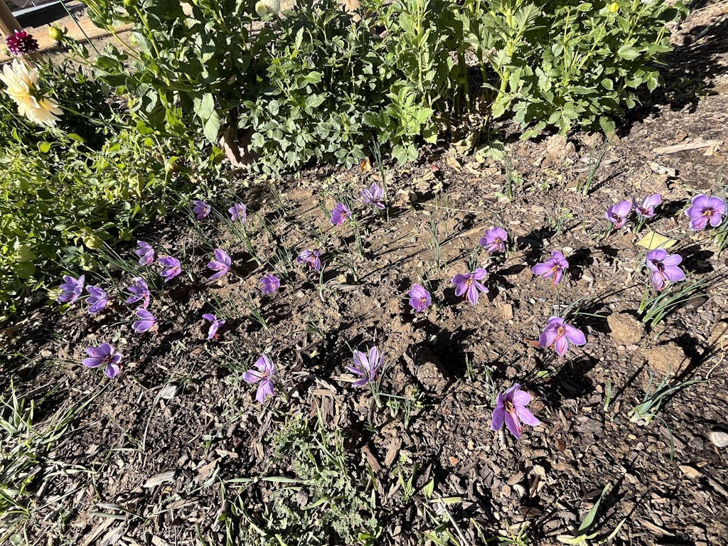 Saffron Crocus Bulbs (Pack of 12) - Grow Organic