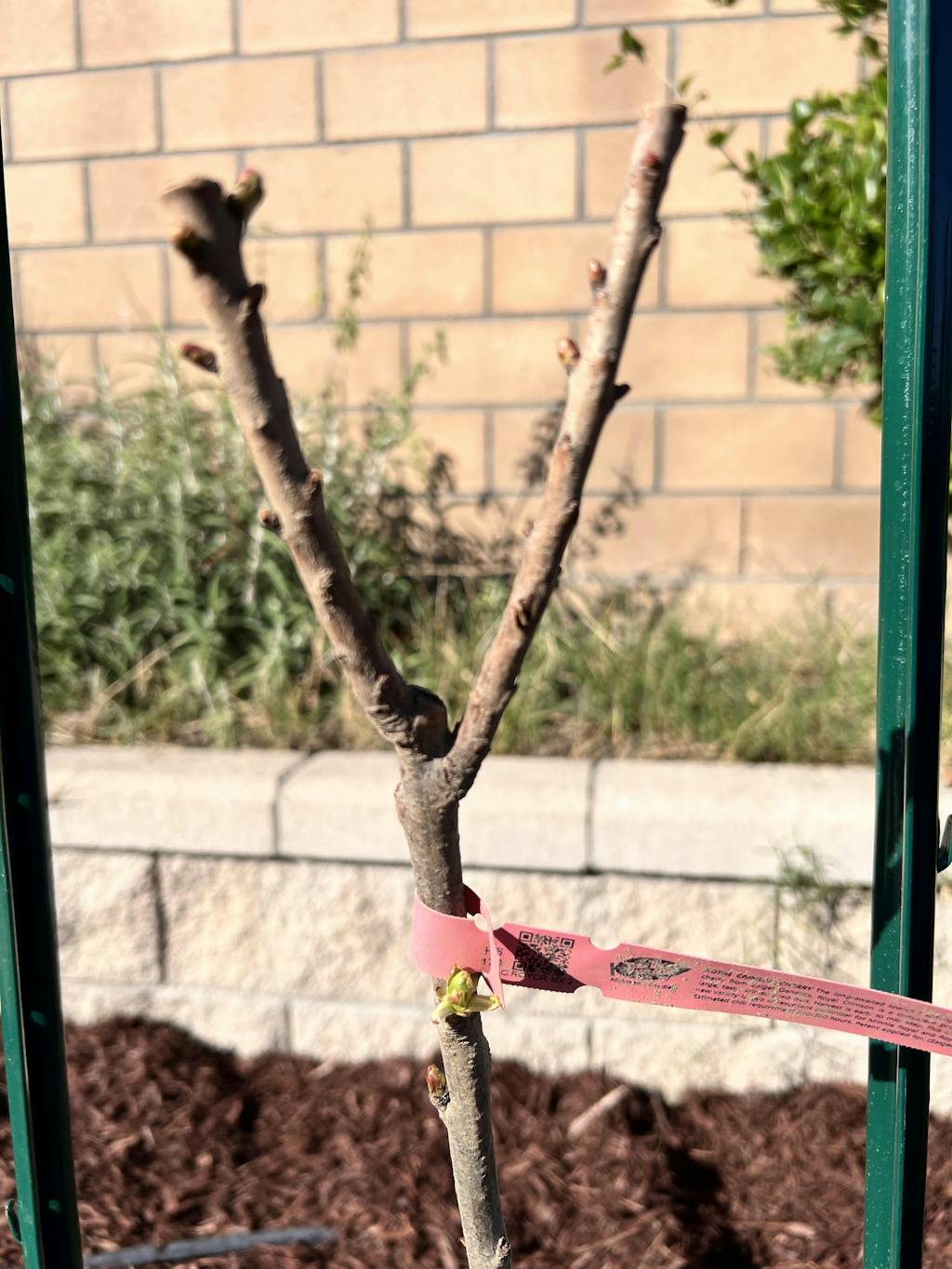 Royal Crimson Cherry Tree for Sale – Grow Organic