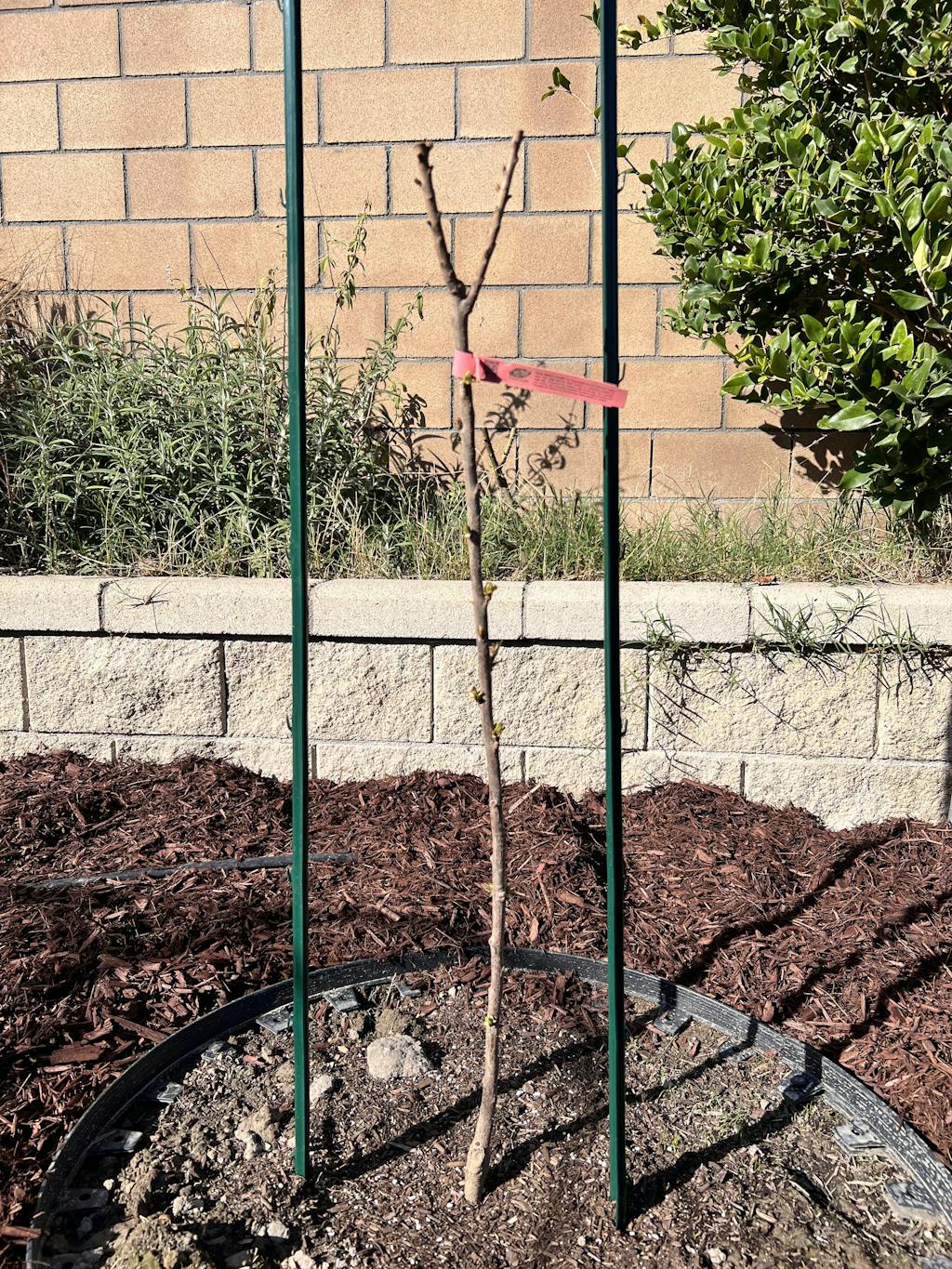 Royal Crimson Cherry Tree for Sale – Grow Organic