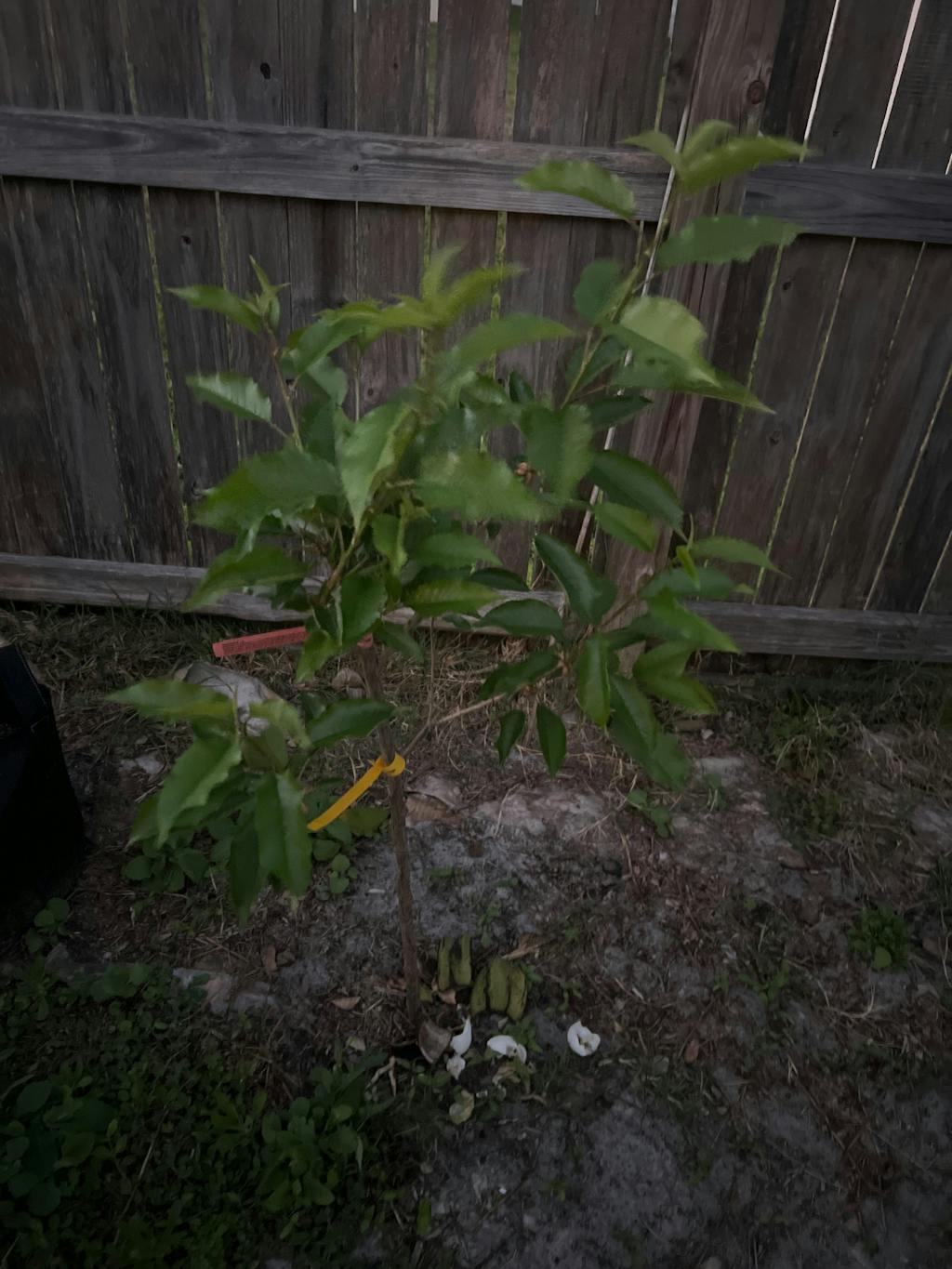 Minnie Royal Cherry | Minnie Royal Cherry Tree – Grow Organic