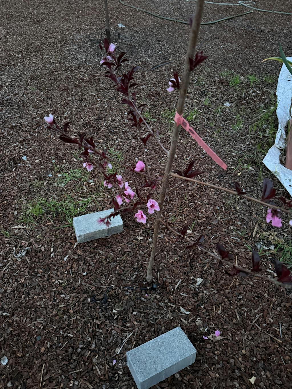 Spice Zee Nectaplum Tree for Sale - Grow Organic