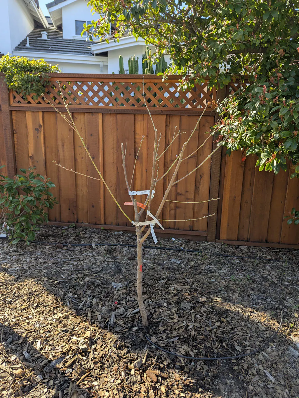 Low Chill Requirement Peaches, 3 on 1 Multi Grafted Fruit Tree – Grow ...