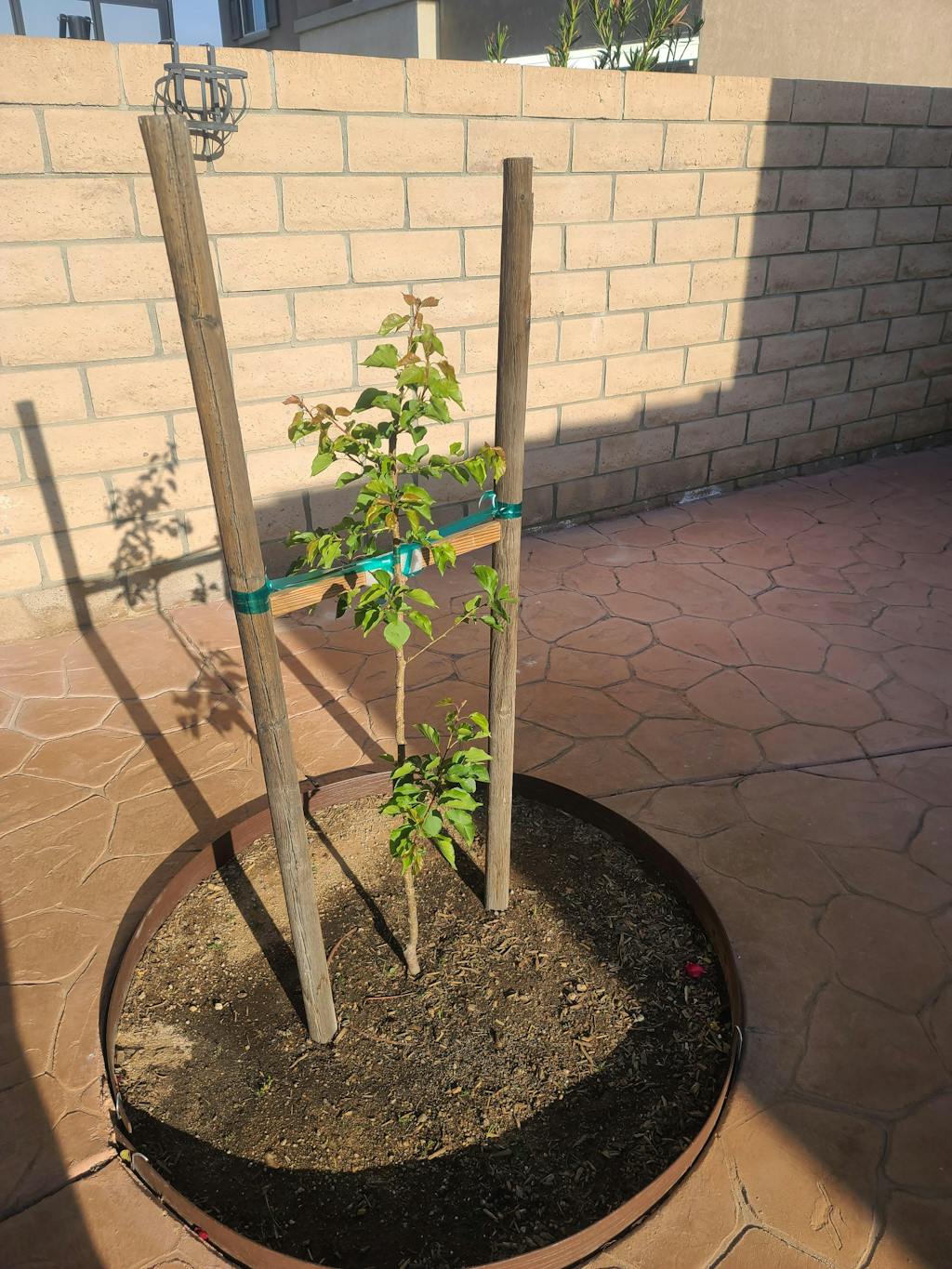 Katy Apricot Tree Bare Root Fruit Tree for Sale – Grow Organic