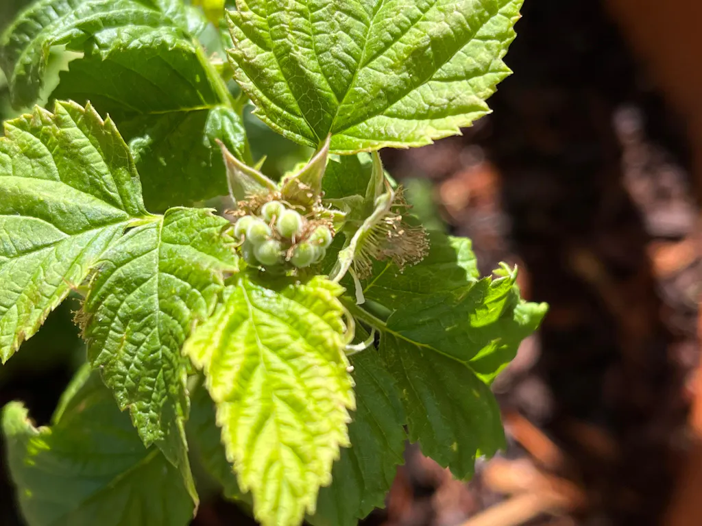 Potted Raspberry Shortcake - Grow Organic