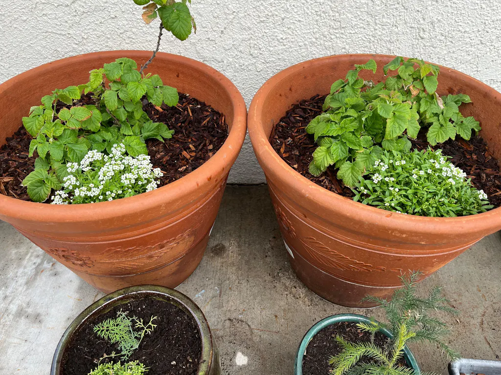 Potted Raspberry Shortcake - Grow Organic