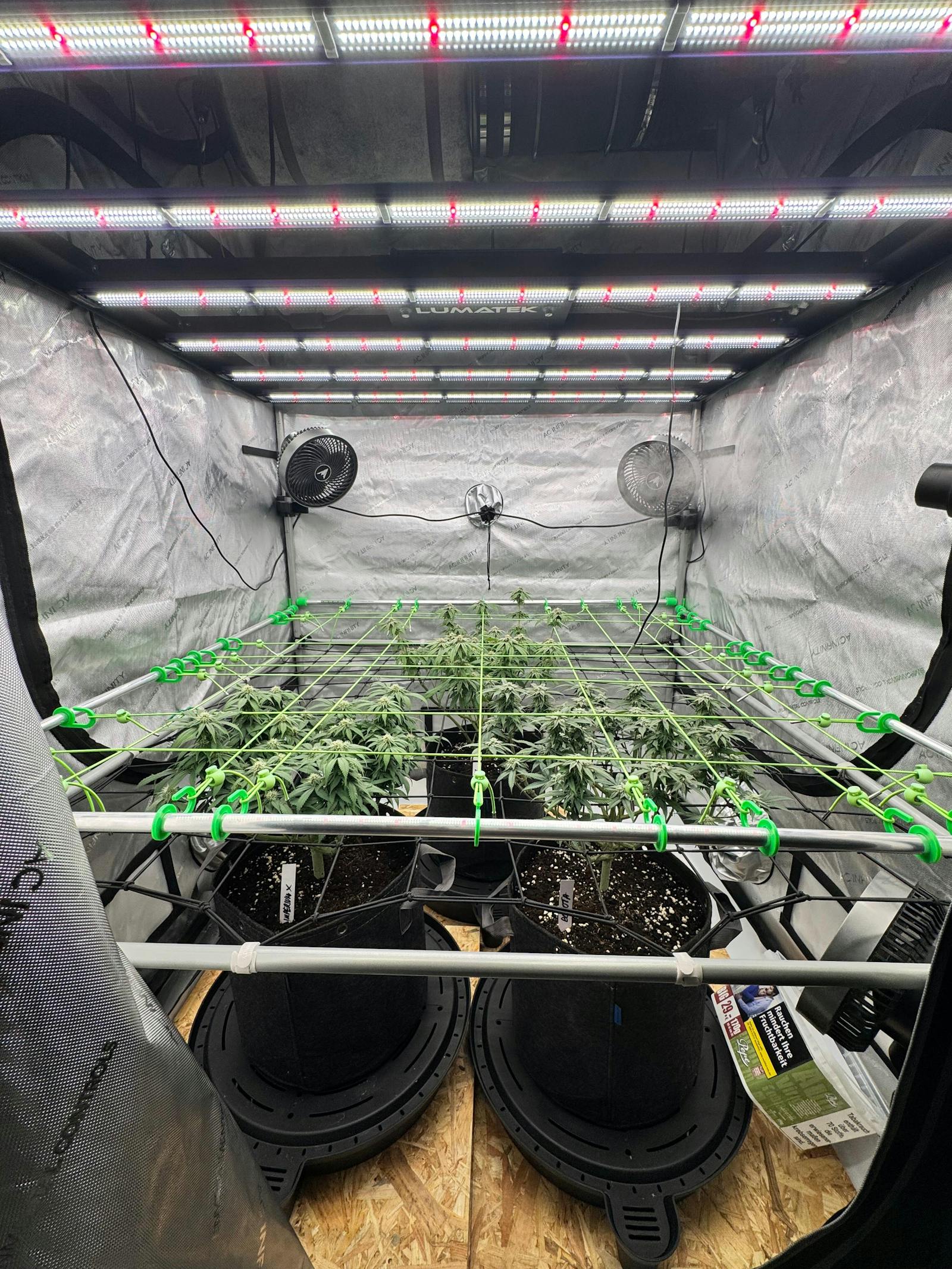 Scrog Grow Netze | Indoor Growboxen und Grow Zubehör – Growber