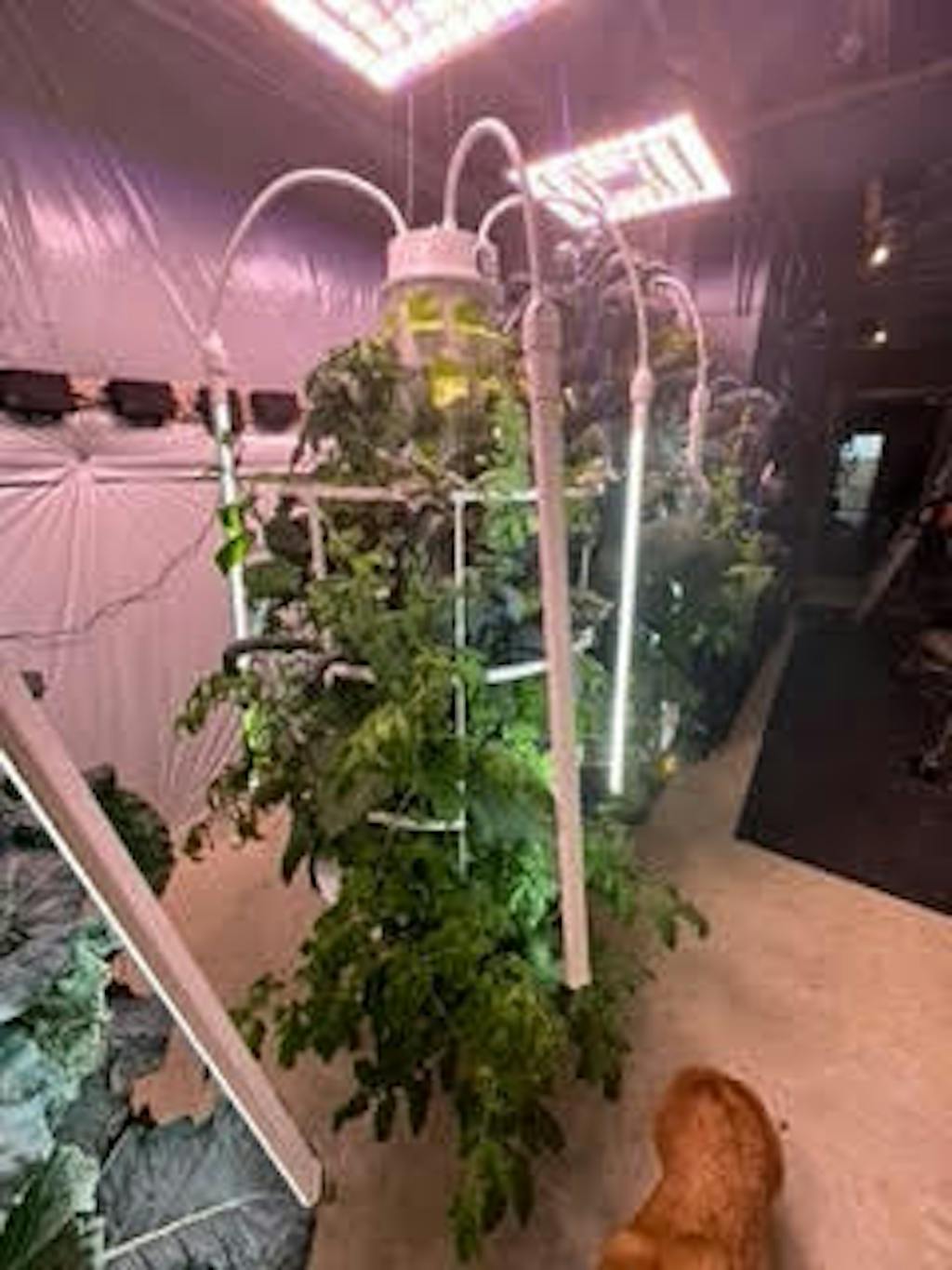 Auto Nutrient Doser - Hydroponics Made Easy With Growee Mobile App