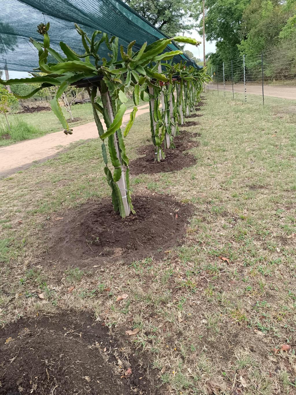 GuanoBoost Liquid Fertiliser