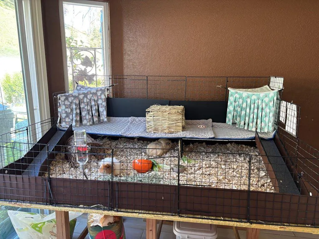 XL Coroplast® Base | C&C Guinea Pig Cage | Guinea Pig Habitat – Guinea ...