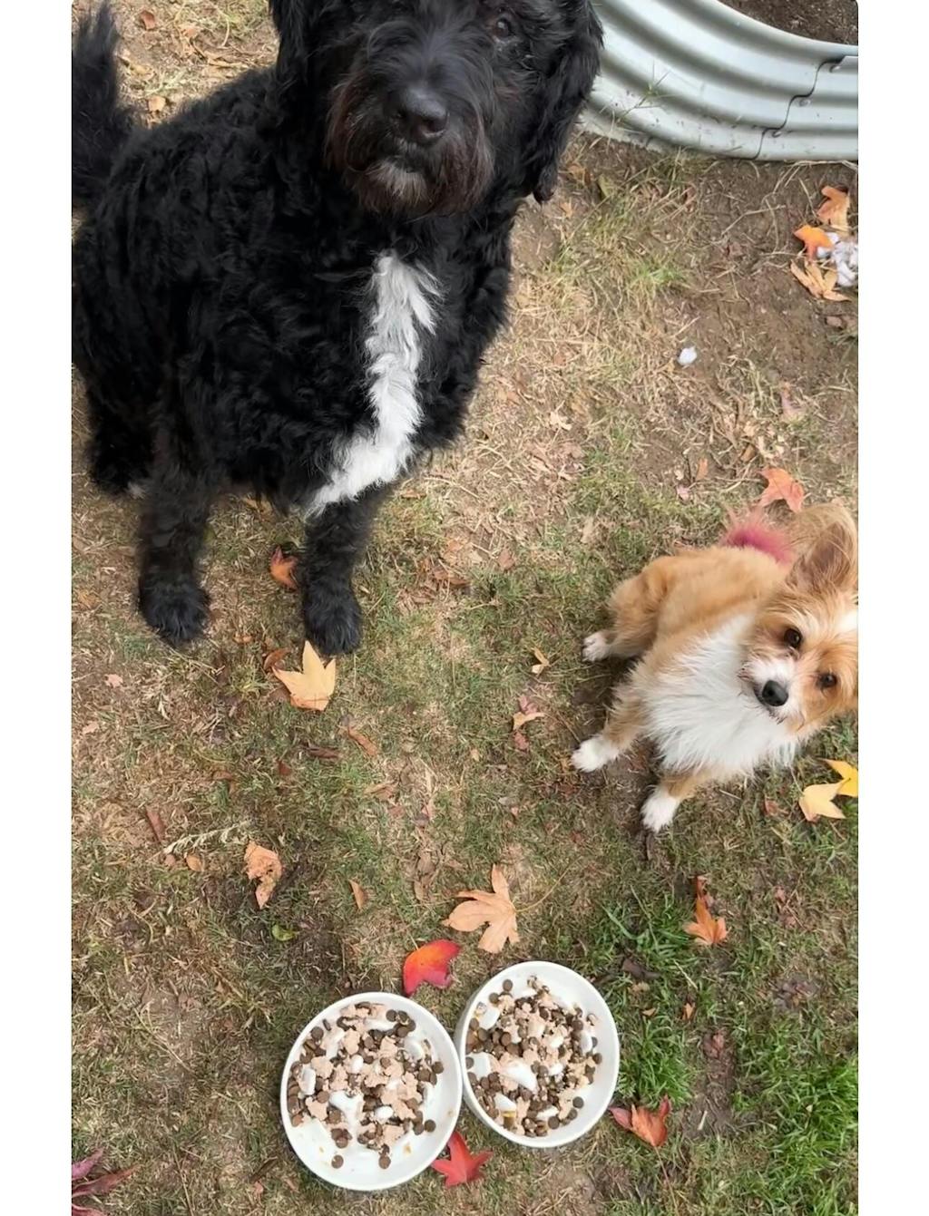 ARCTIC CHAR & COD LIVER RECIPE W/ KELP FOOD TOPPER FOR DOGS – Gunnis Pet